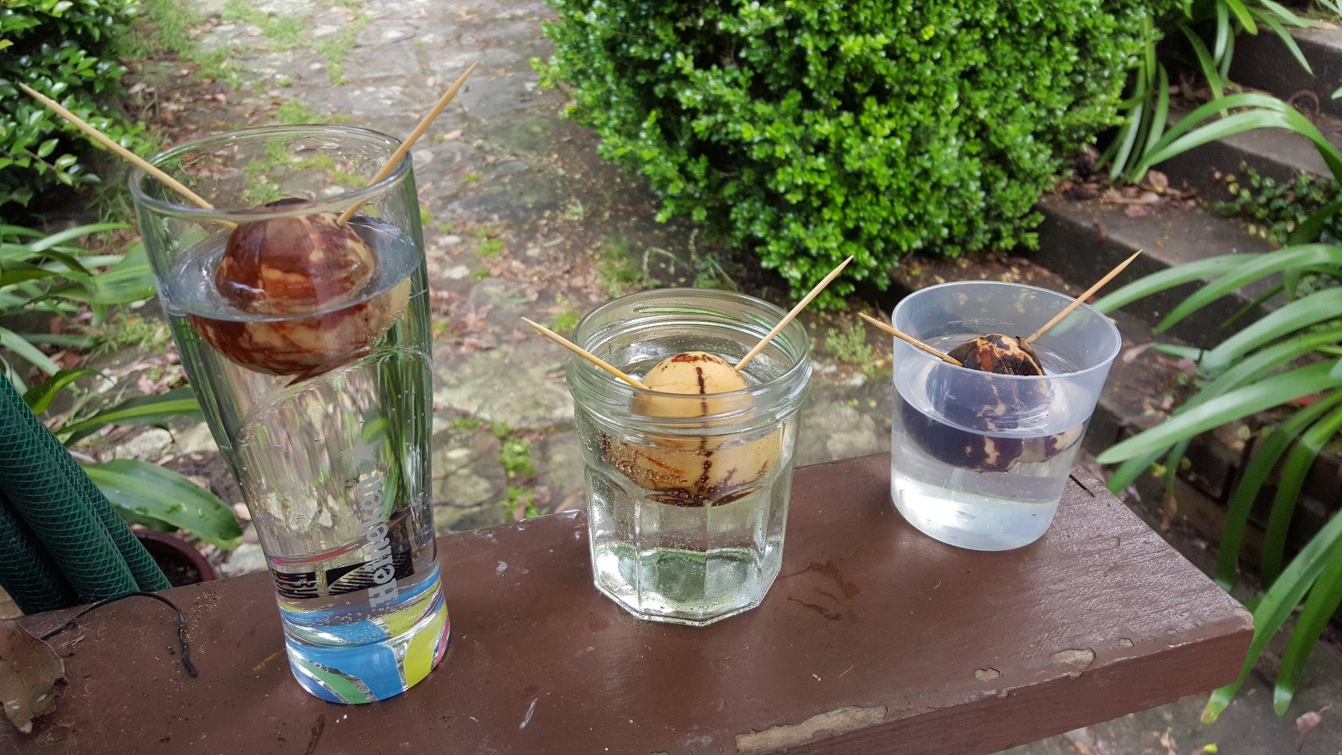 Sprout an Avocado From Seed : 4 Steps - Instructables