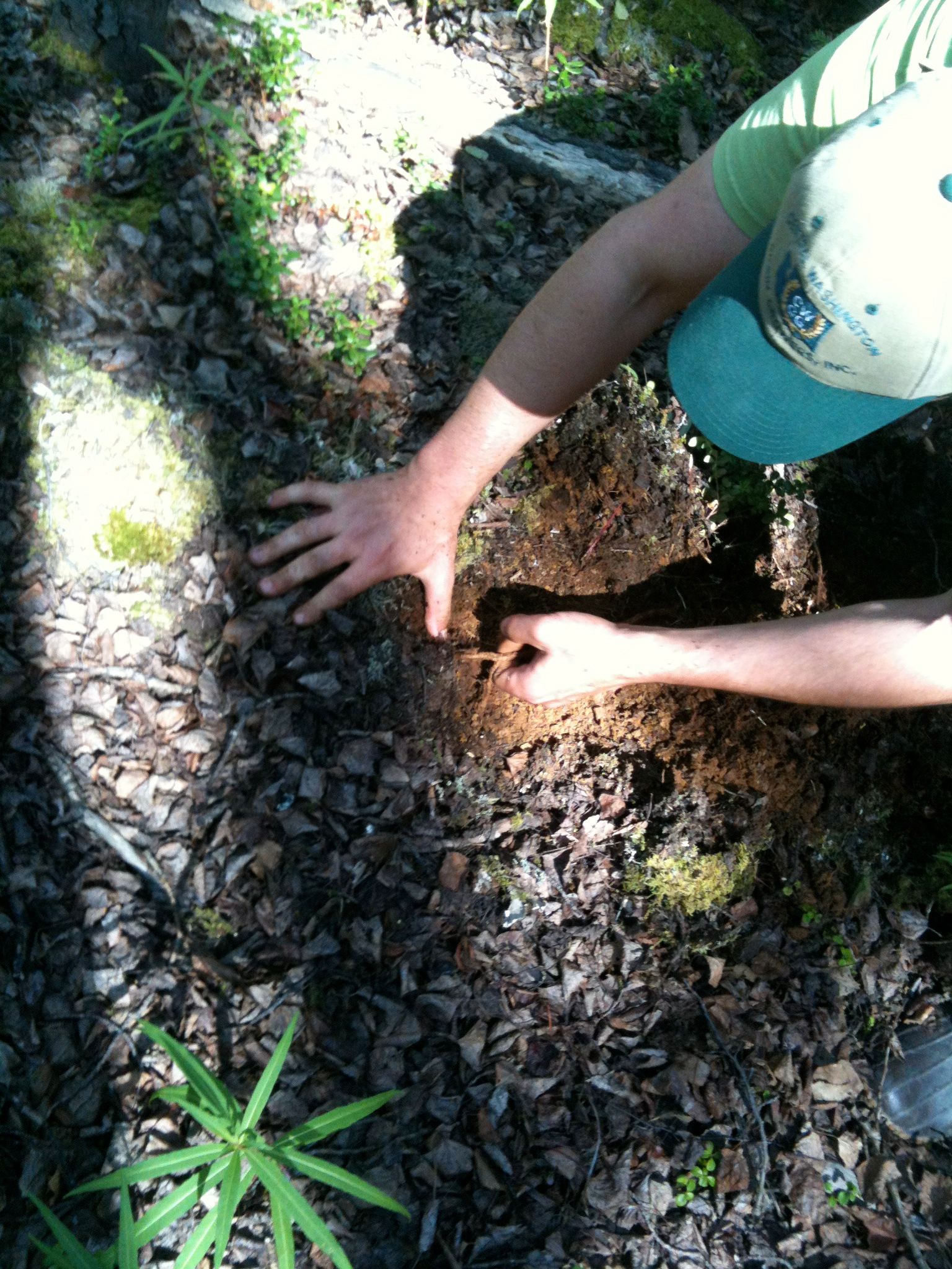 Harvesting Spruce Root : 7 Steps (with Pictures) - Instructables