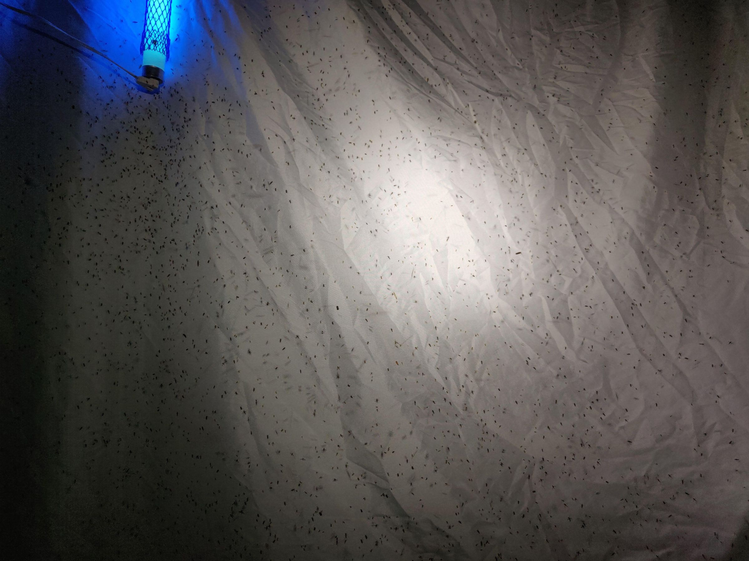 UV Light Trap for Insect Collecting : 8 Steps (with Pictures ...