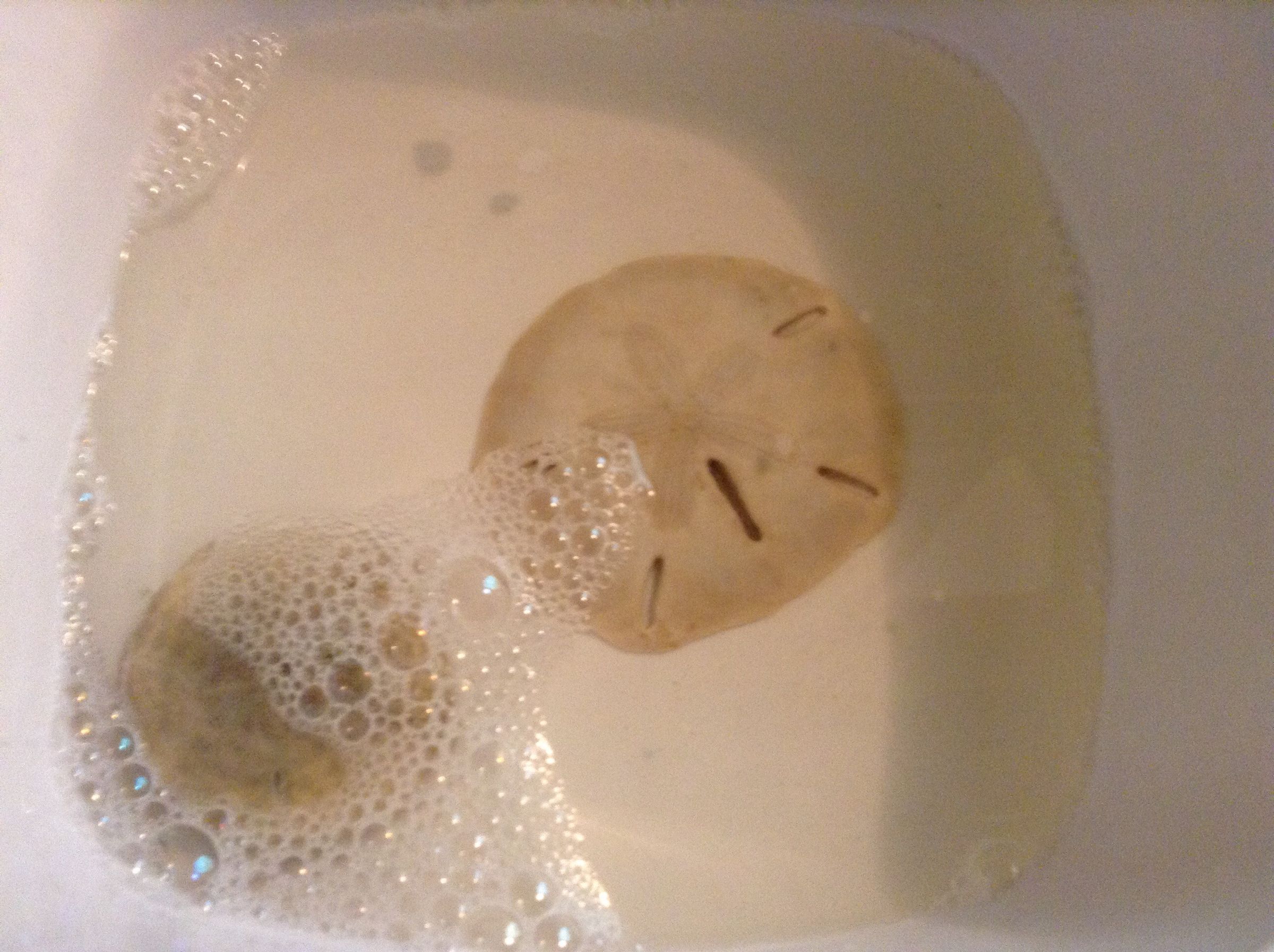 How to Clean Sand Dollars : 4 Steps (with Pictures) - Instructables