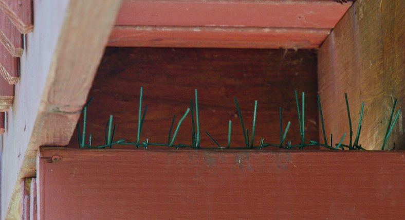DIY Bird Spikes : 7 Steps (with Pictures) - Instructables