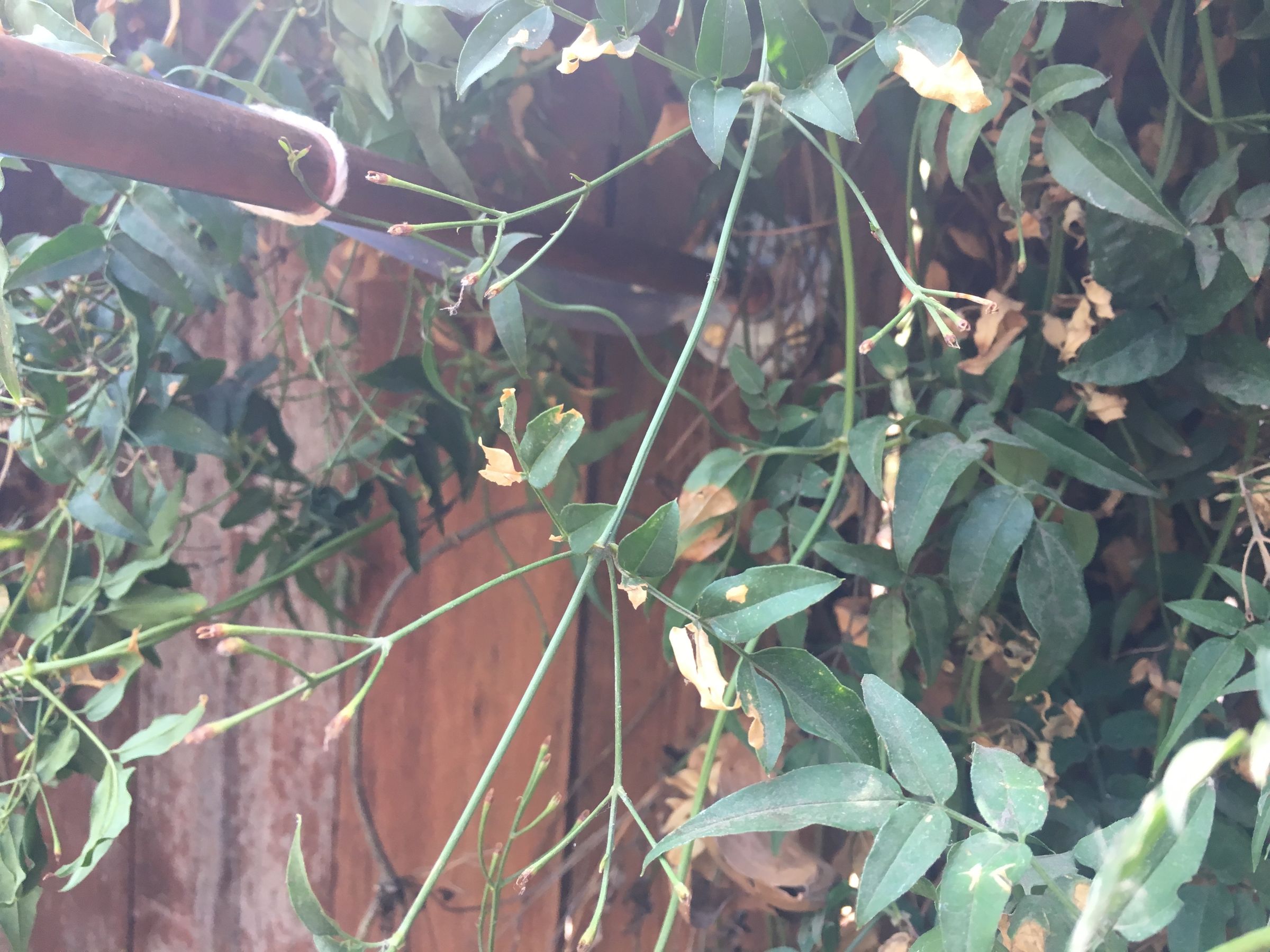 English Breakfast Tea Floating Fountain : 8 Steps (with Pictures ...