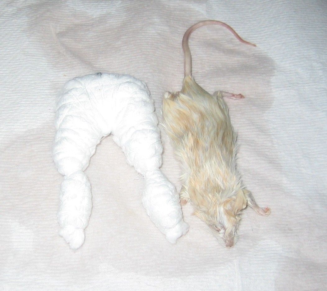 Conjoined Twin Mice : 4 Steps (with Pictures) - Instructables