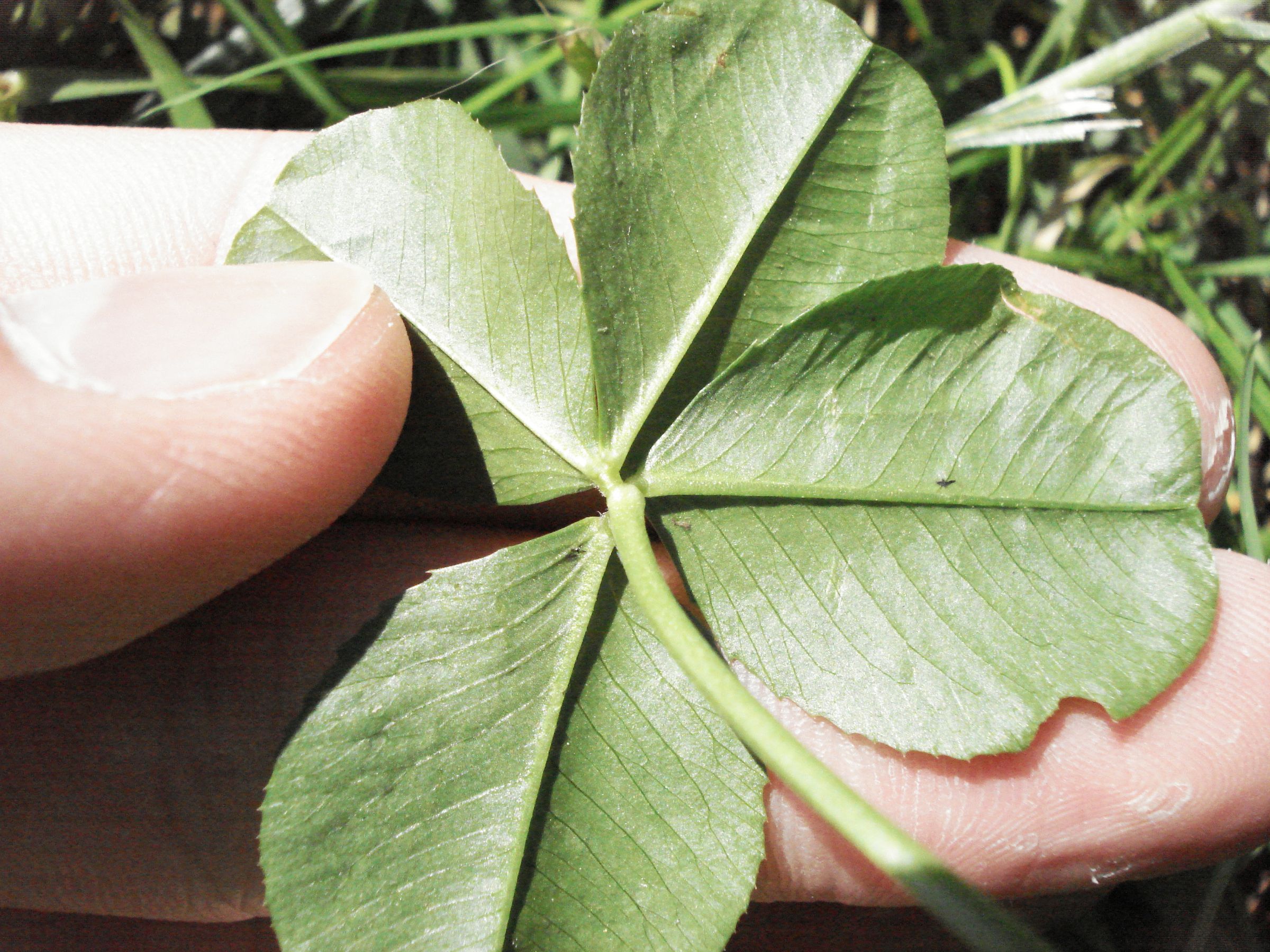 4-leaf Clovers: a Finder's Guide : 8 Steps - Instructables