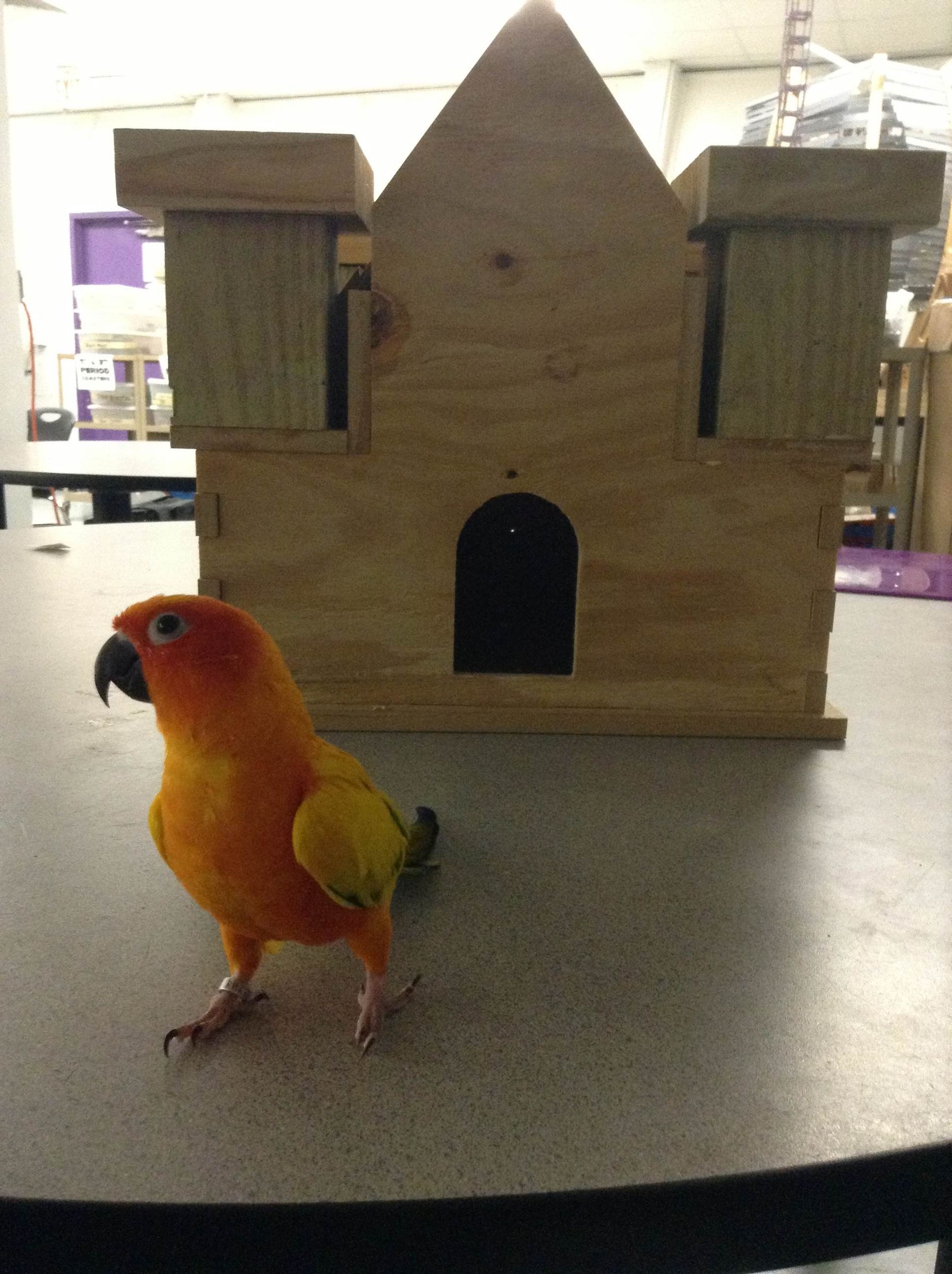 Ultimate Amazing Bird Castle of Awesomeness : 10 Steps (with Pictures ...