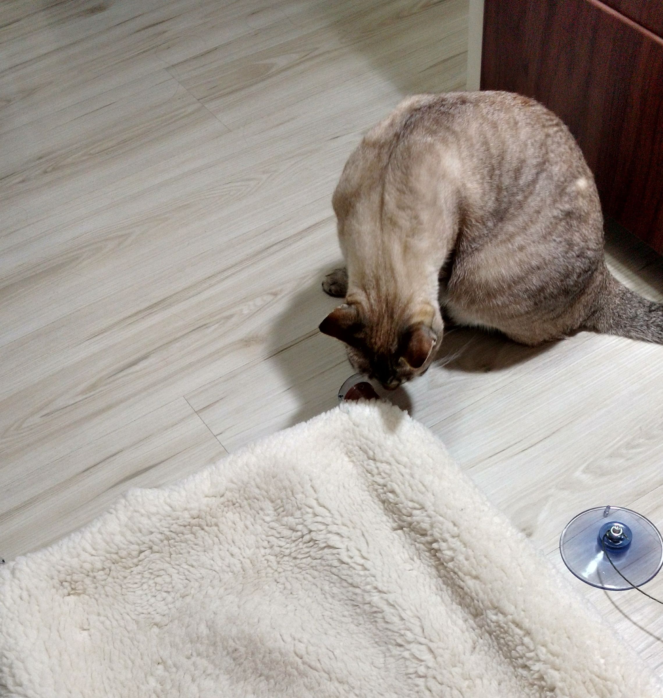 Glass Mounted Hanging Cat Bed : 8 Steps (with Pictures) - Instructables