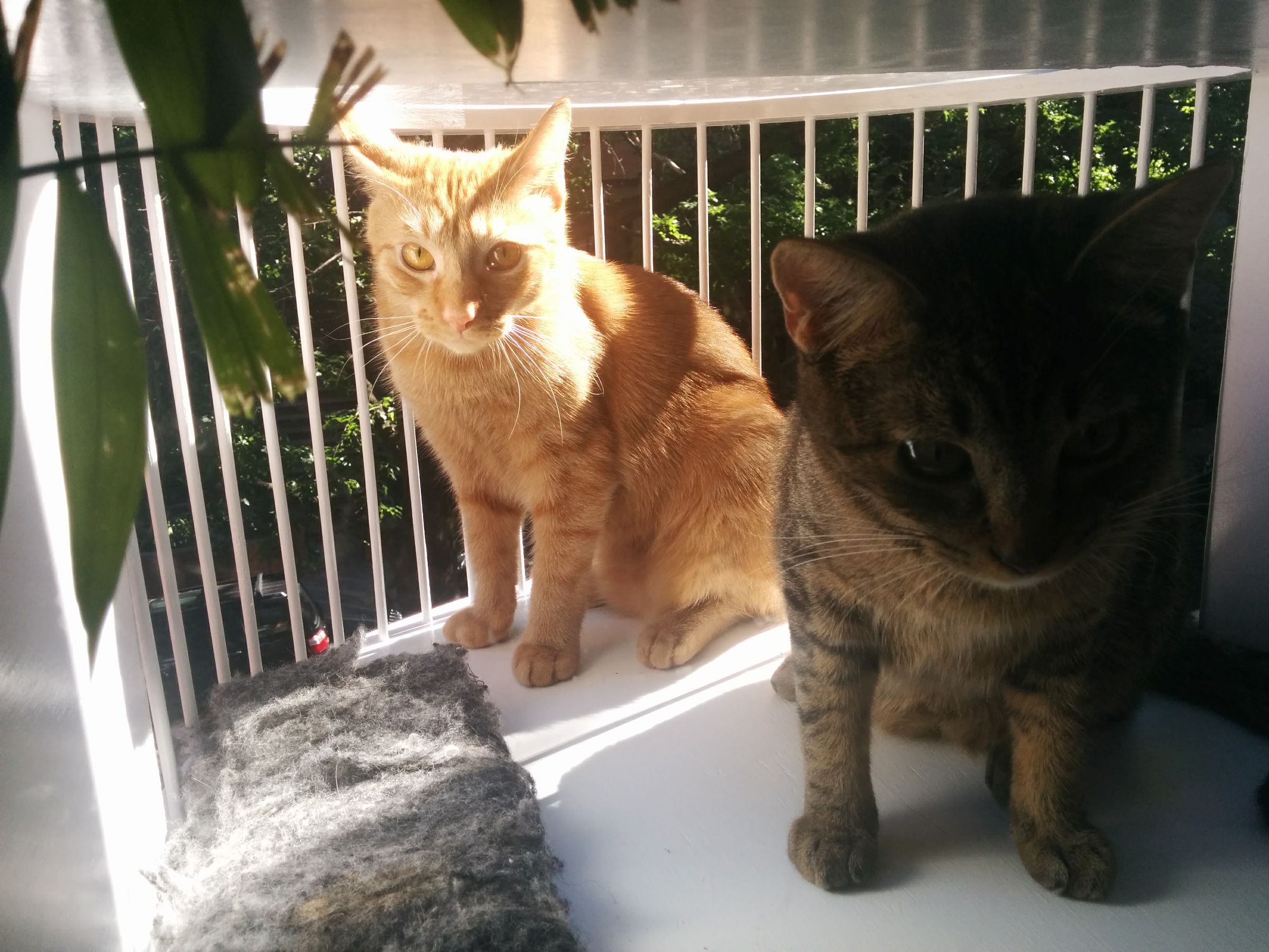 Window Catio (Cat Patio) : 12 Steps (with Pictures) - Instructables