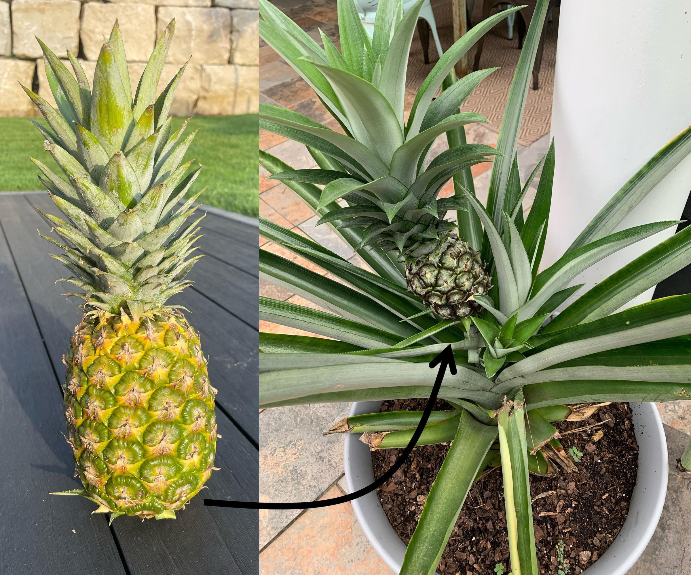 Where Do Pineapples Grow From Trees Or The Ground