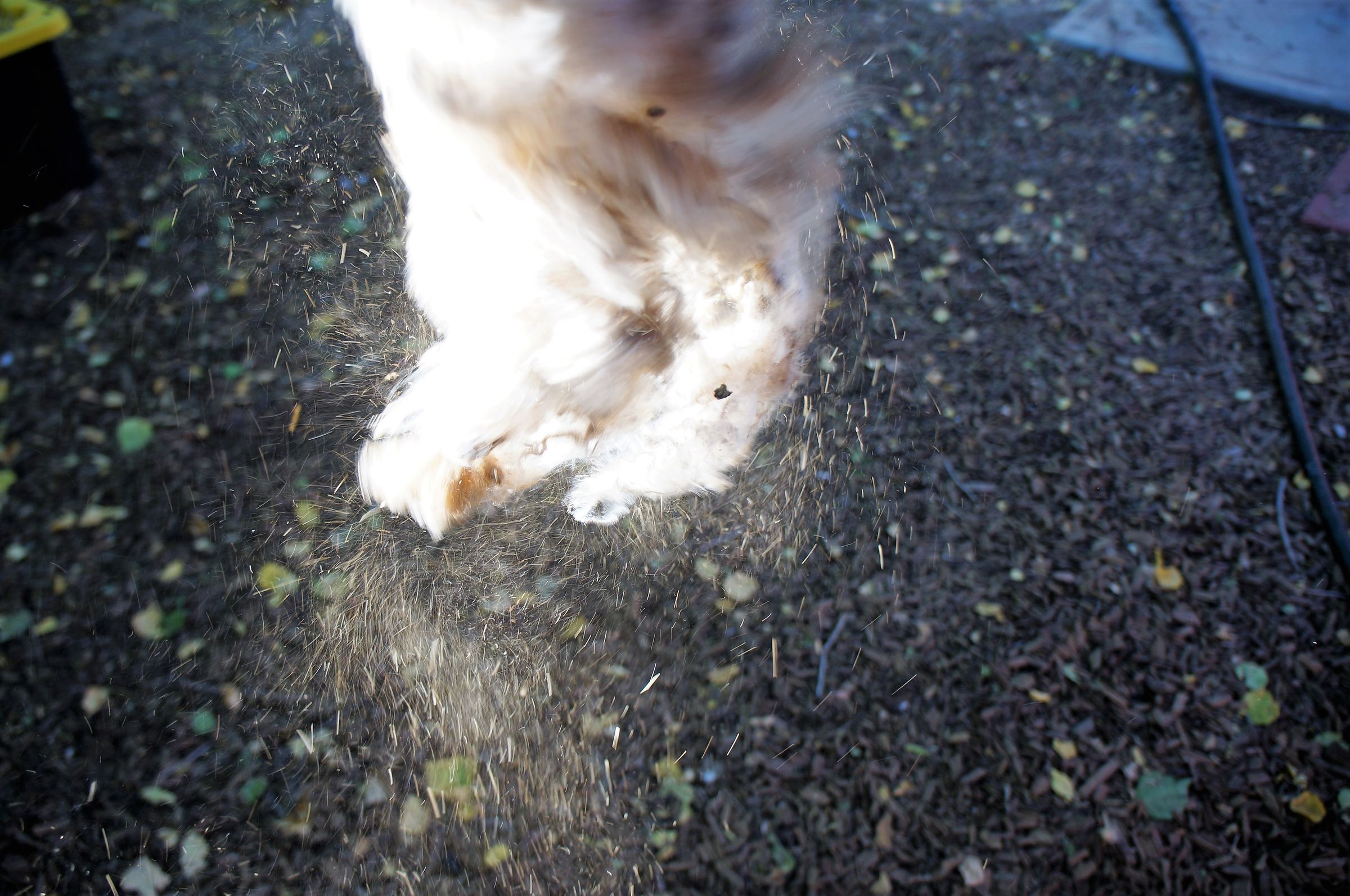 How to Process Card and Dye Raw Wool : 12 Steps (with Pictures ...