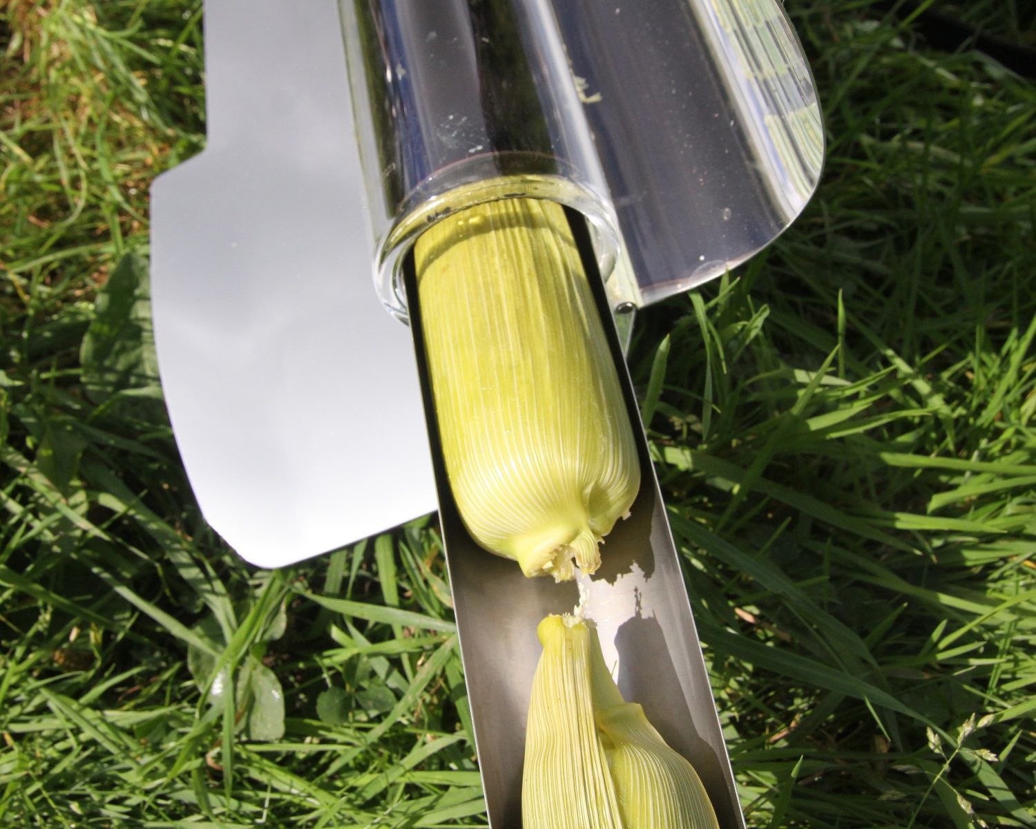 'In the Leaf' Solar Cooked Sweetcorn : 6 Steps (with Pictures ...