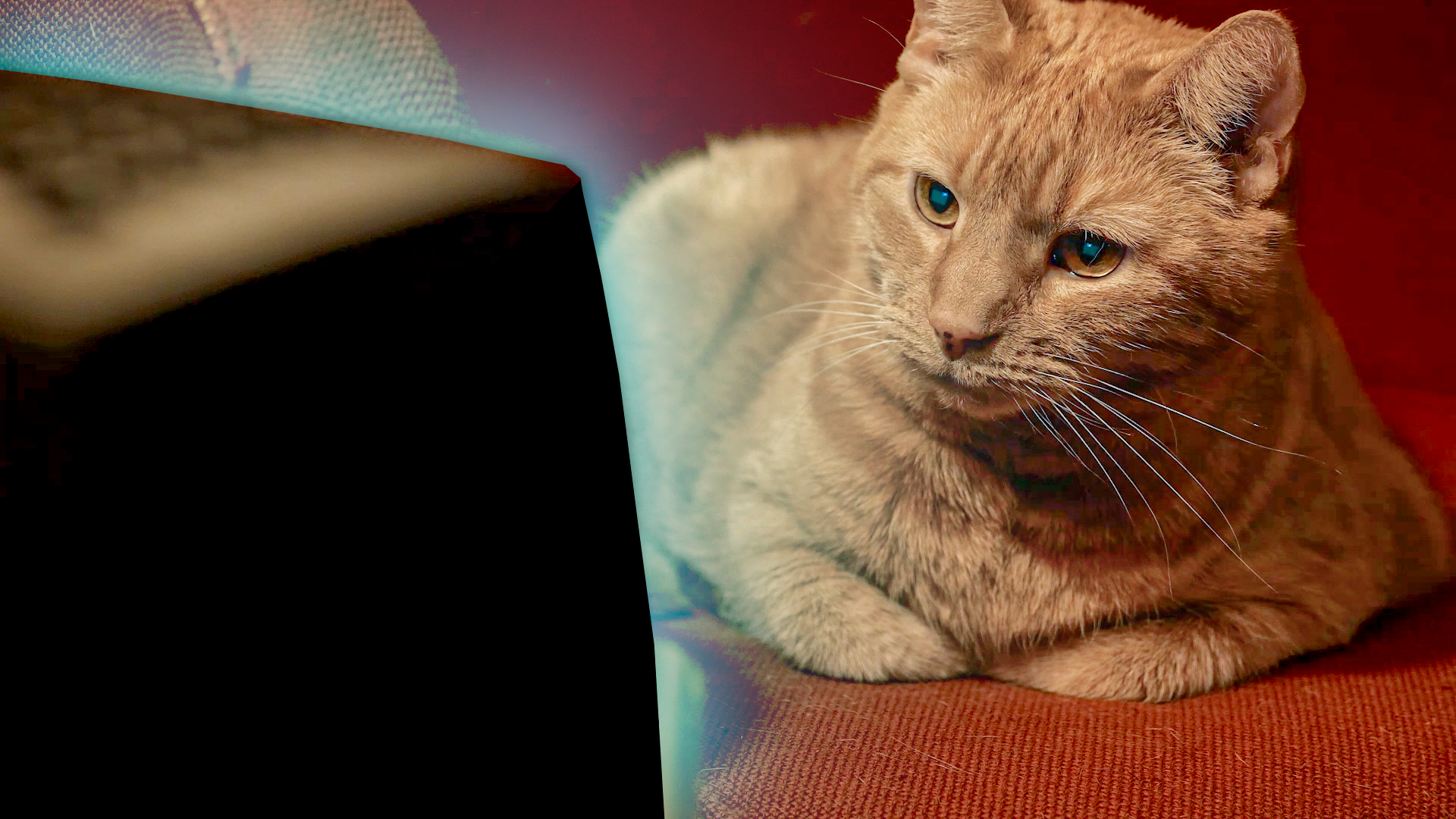 Raspberry Pi Cat TV : 5 Steps (with Pictures) - Instructables