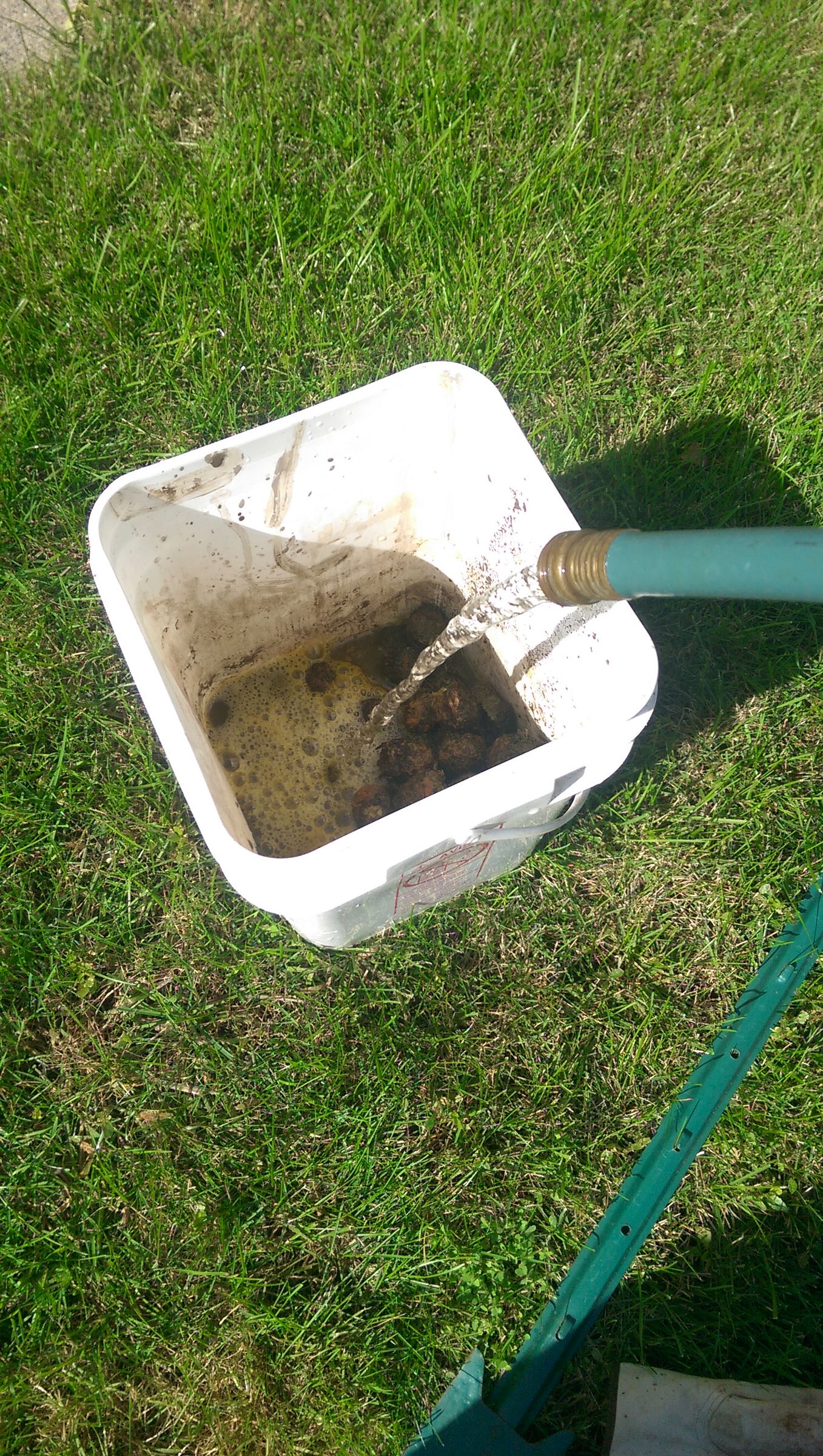 Forage and Process Your Own Black Walnuts! : 6 Steps (with Pictures ...
