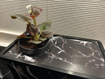 Self-watering Flower Pot !! With Arduino : 4 Steps - Instructables