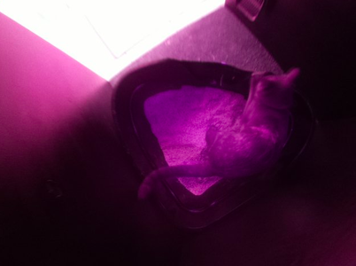 How I Made an Ai to Watch My Cats Poop for Me : 6 Steps - Instructables