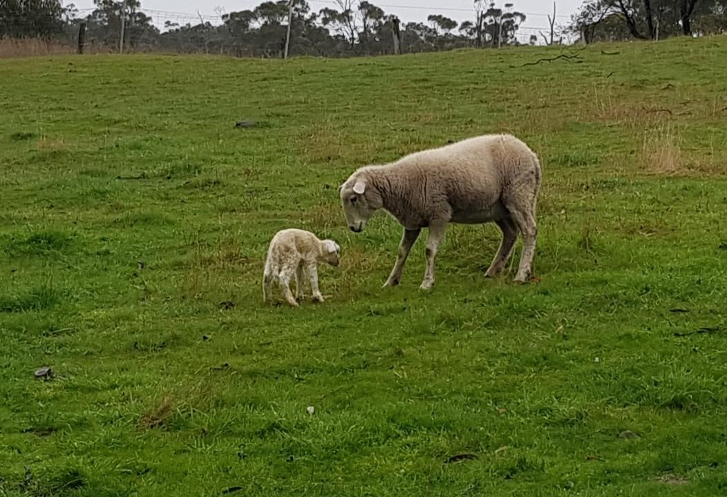 Raising Orphan Lambs : 4 Steps (with Pictures) - Instructables