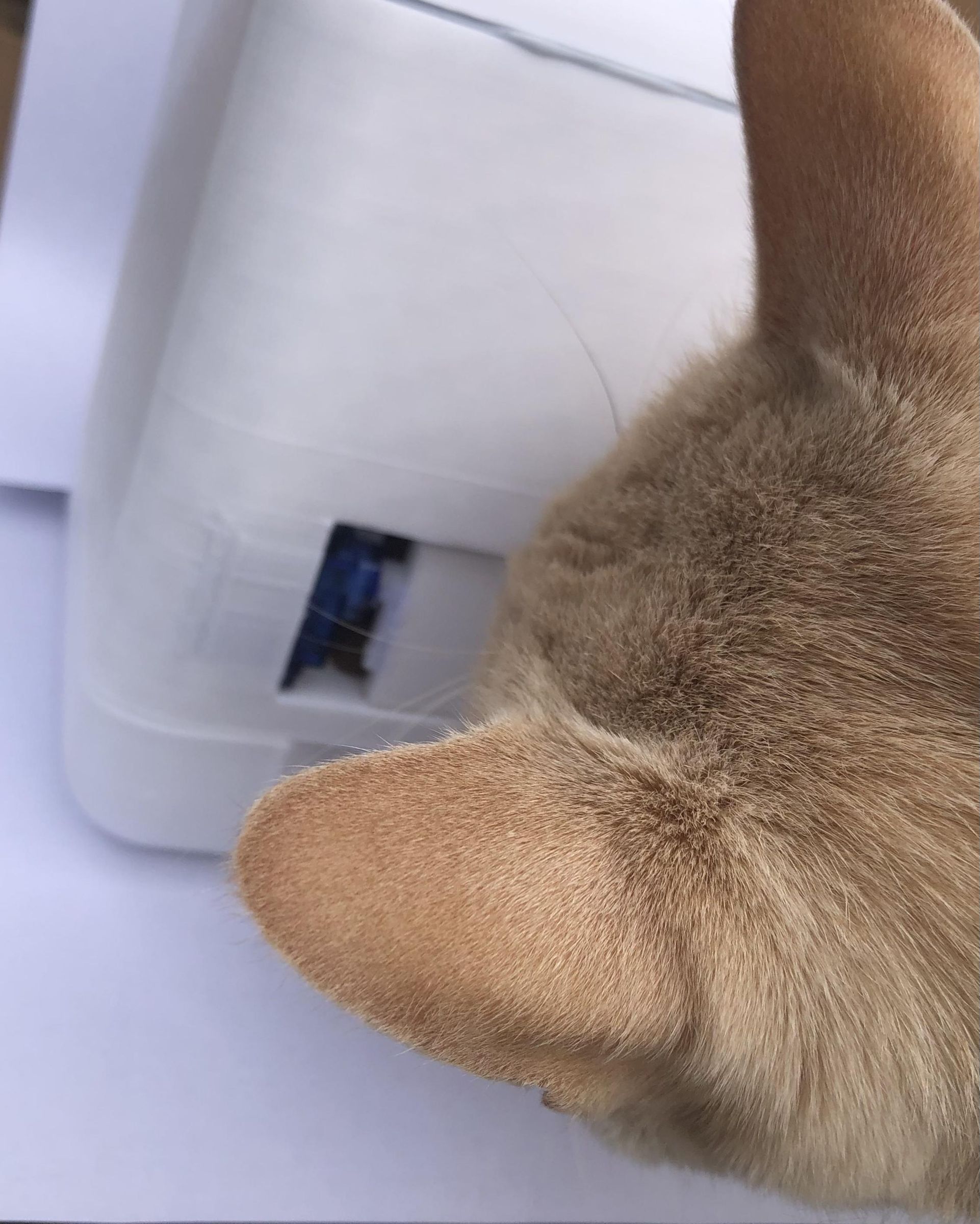 Cat Feeder : 7 Steps (with Pictures) - Instructables