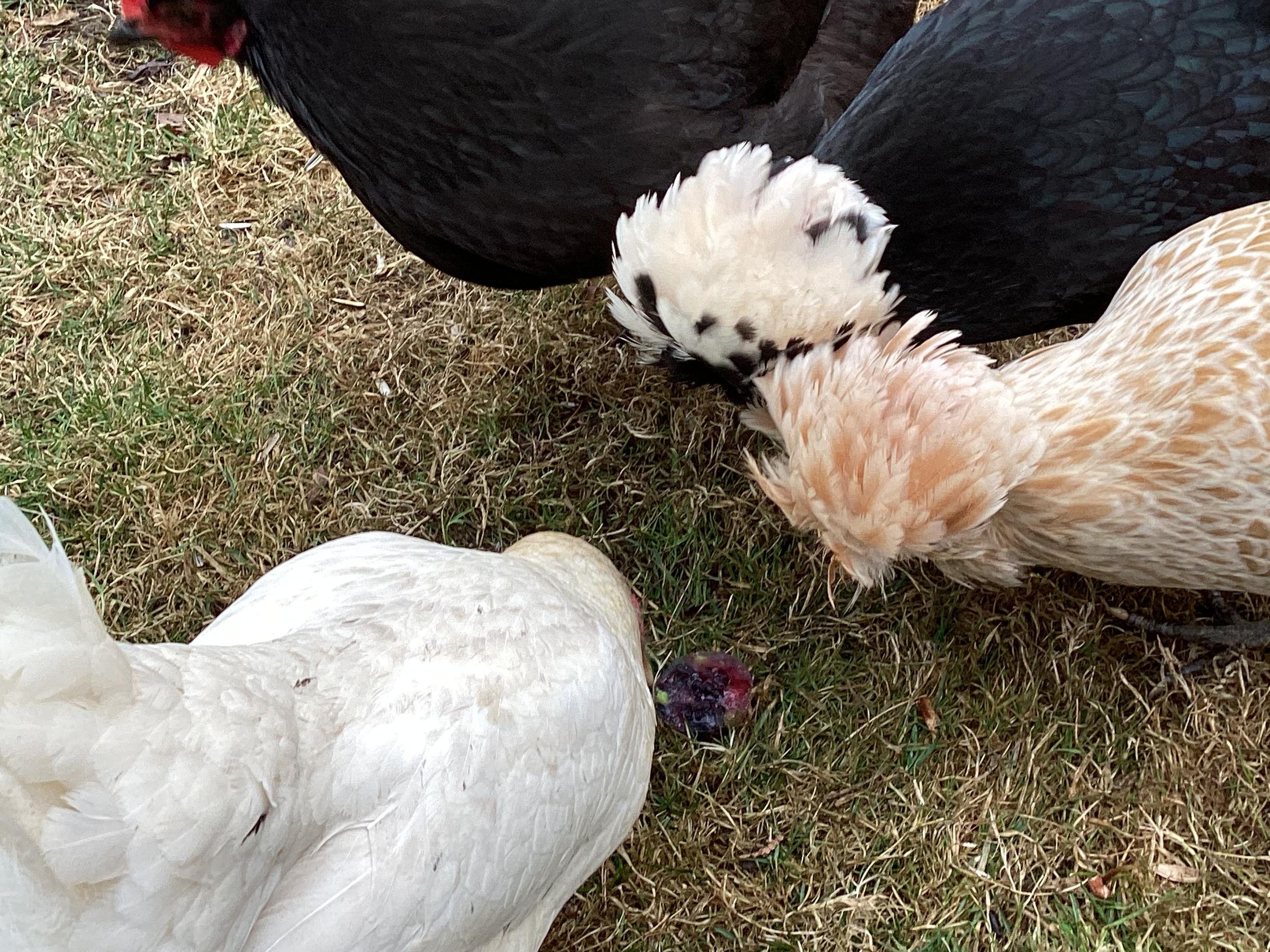 Easy Frozen Treat for Chickens! : 4 Steps - Instructables