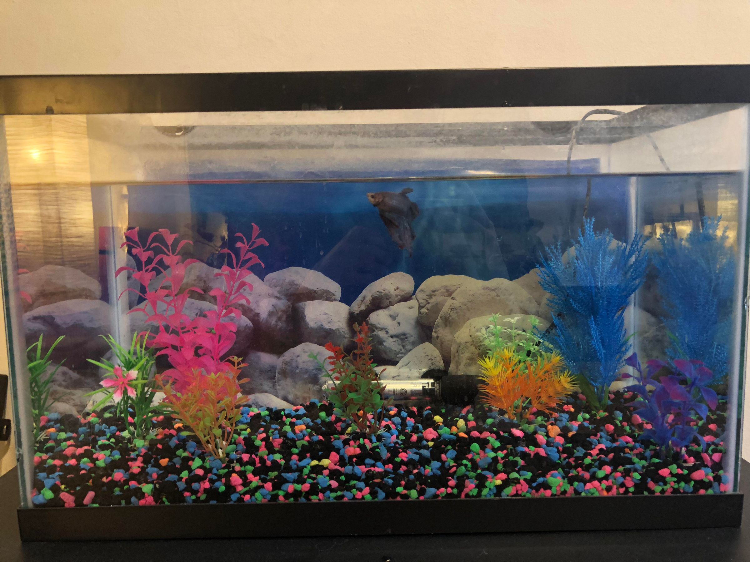Cleaning and Preparing a Fish Tank : 10 Steps - Instructables
