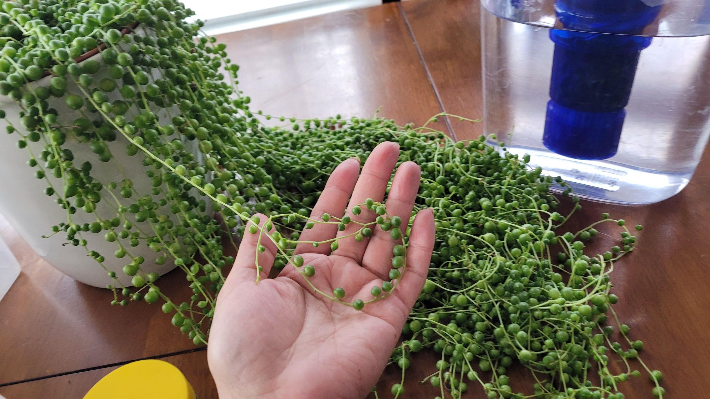How to Propagate String-of-Pearls Plant : 5 Steps (with Pictures ...