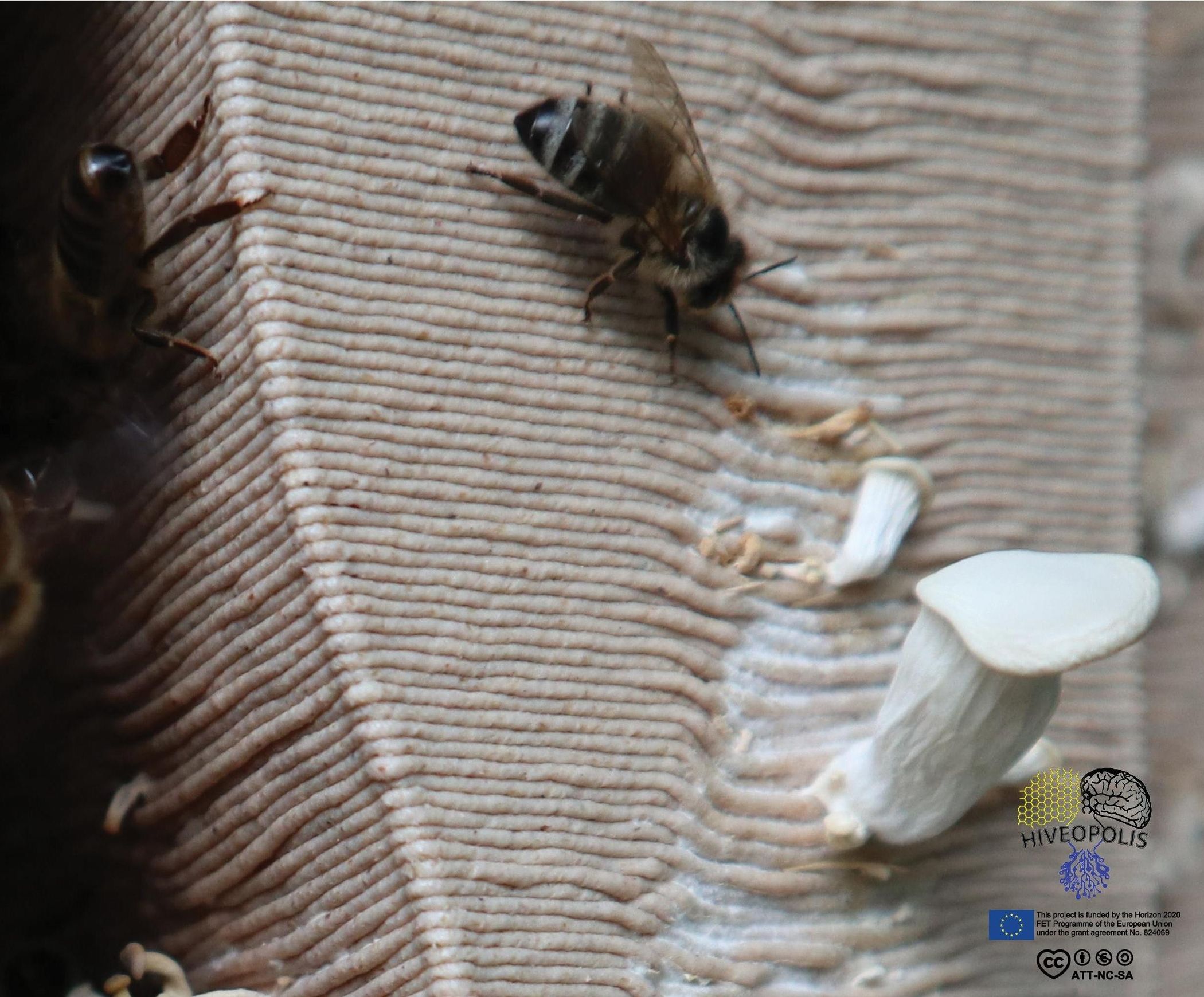 3D Printed and Mycelium Grown Beehives : 9 Steps (with Pictures) - Instructables