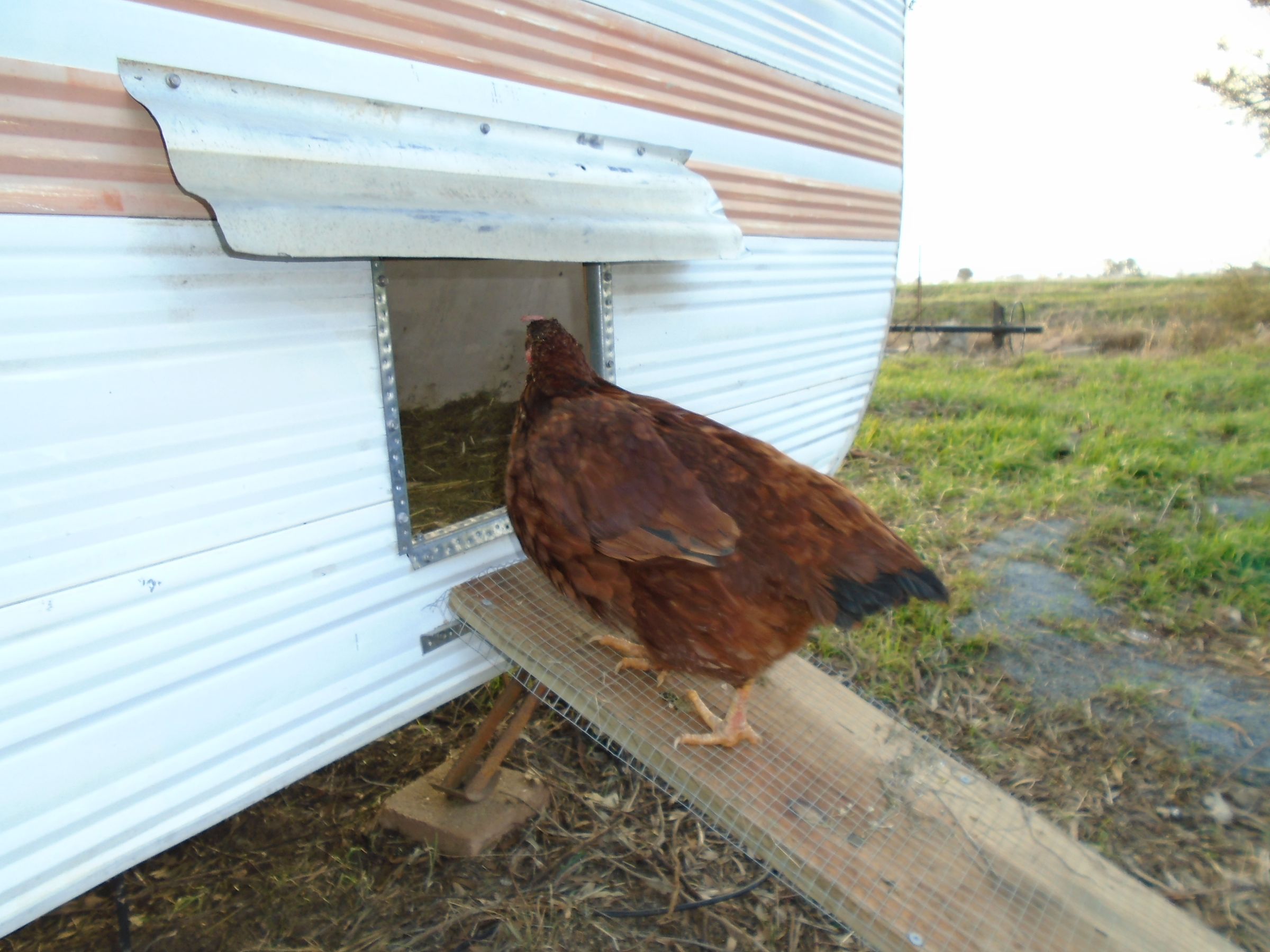 Robot Chicken Door : 5 Steps (with Pictures) - Instructables