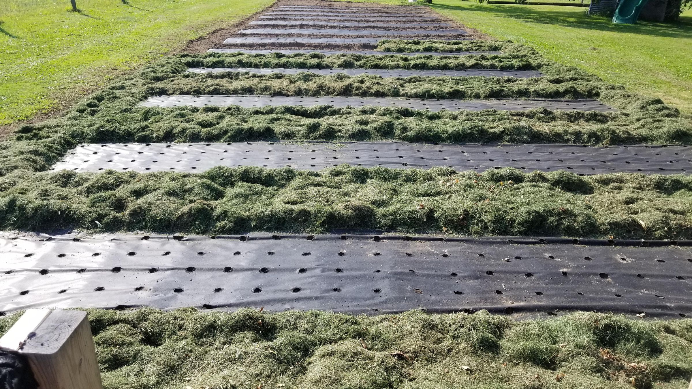 Garlic Gardening : 49 Steps (with Pictures) - Instructables