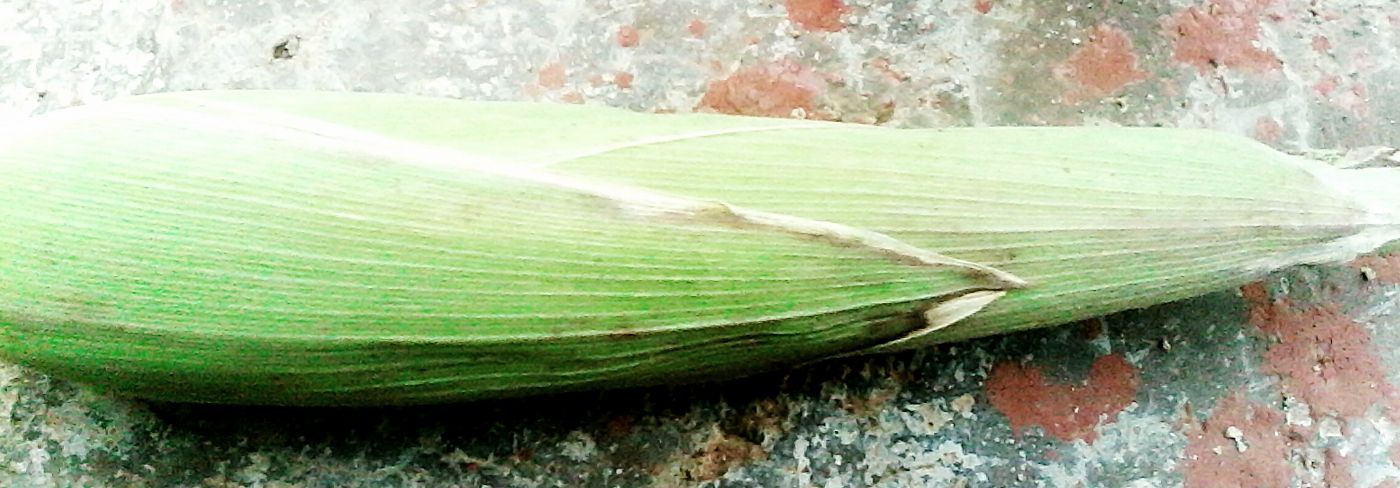 Roasting Sweet Corn the Old-fashioned Way : 5 Steps (with Pictures ...