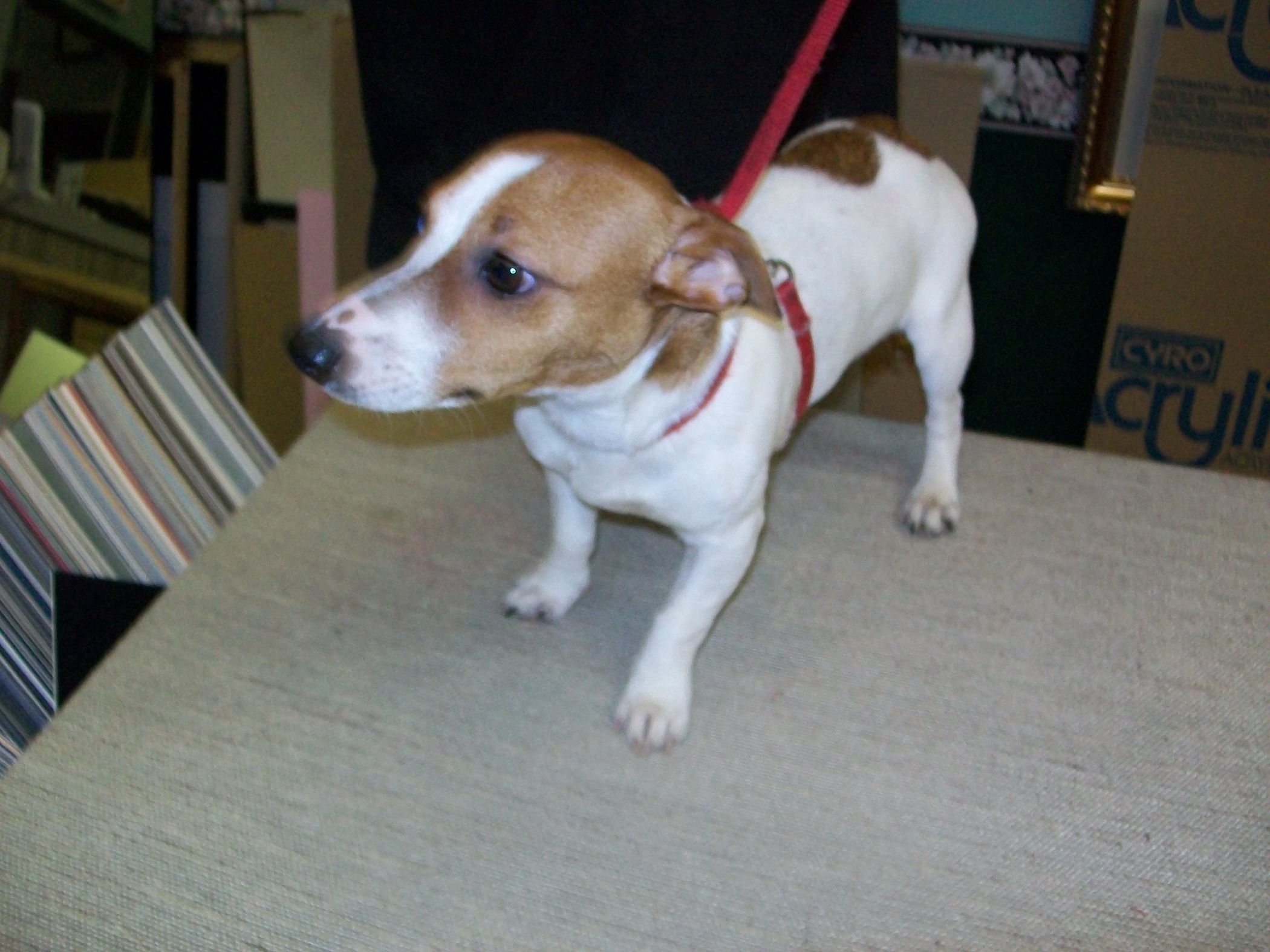 FREE Emergency Dog Halter : 5 Steps (with Pictures) - Instructables