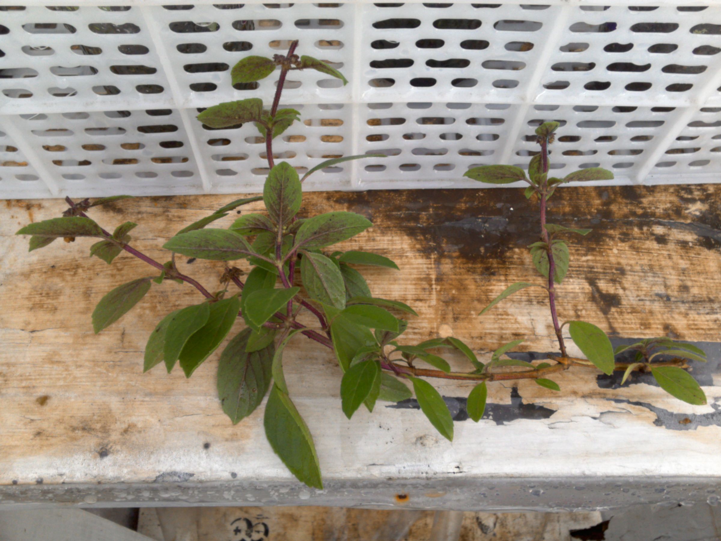 How to Reproduce Basil Without Seed : 4 Steps (with Pictures ...