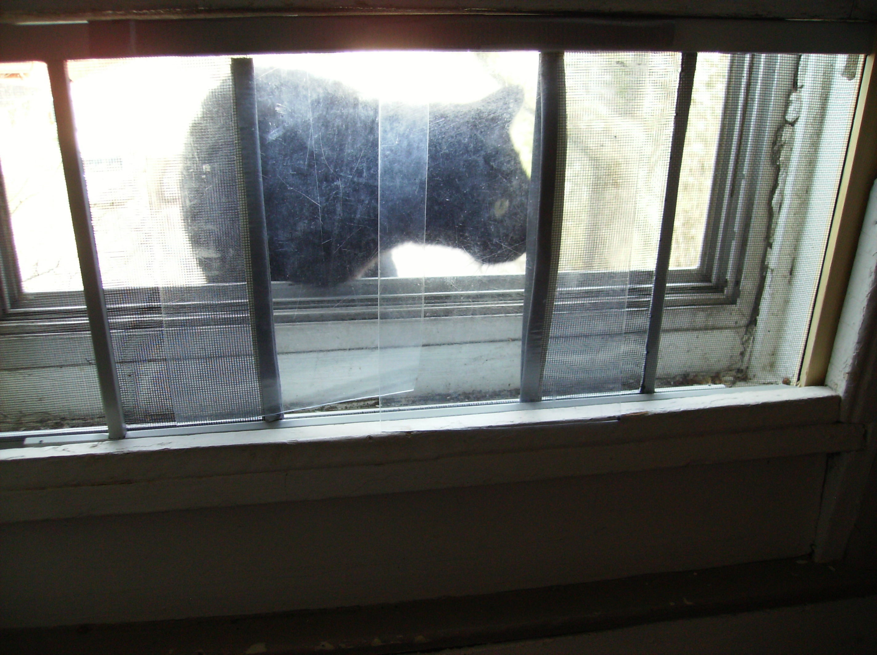 How to Make a Cat Entryway in a Removable Window Screen : 10 Steps ...