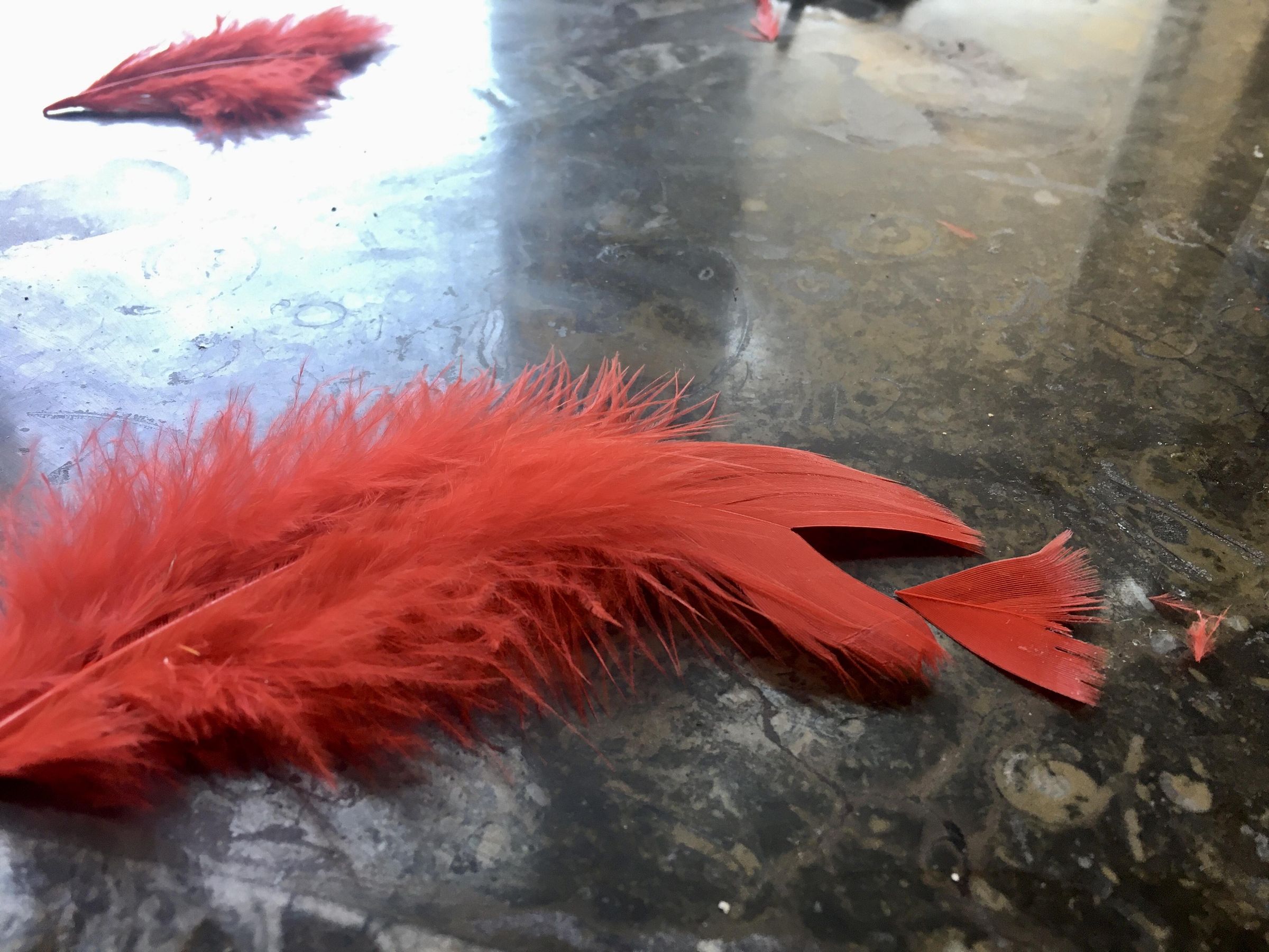 DIY Miniature Phoenix : 10 Steps (with Pictures) - Instructables