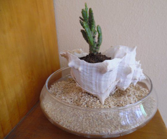 Seashell Planter : 3 Steps - Instructables