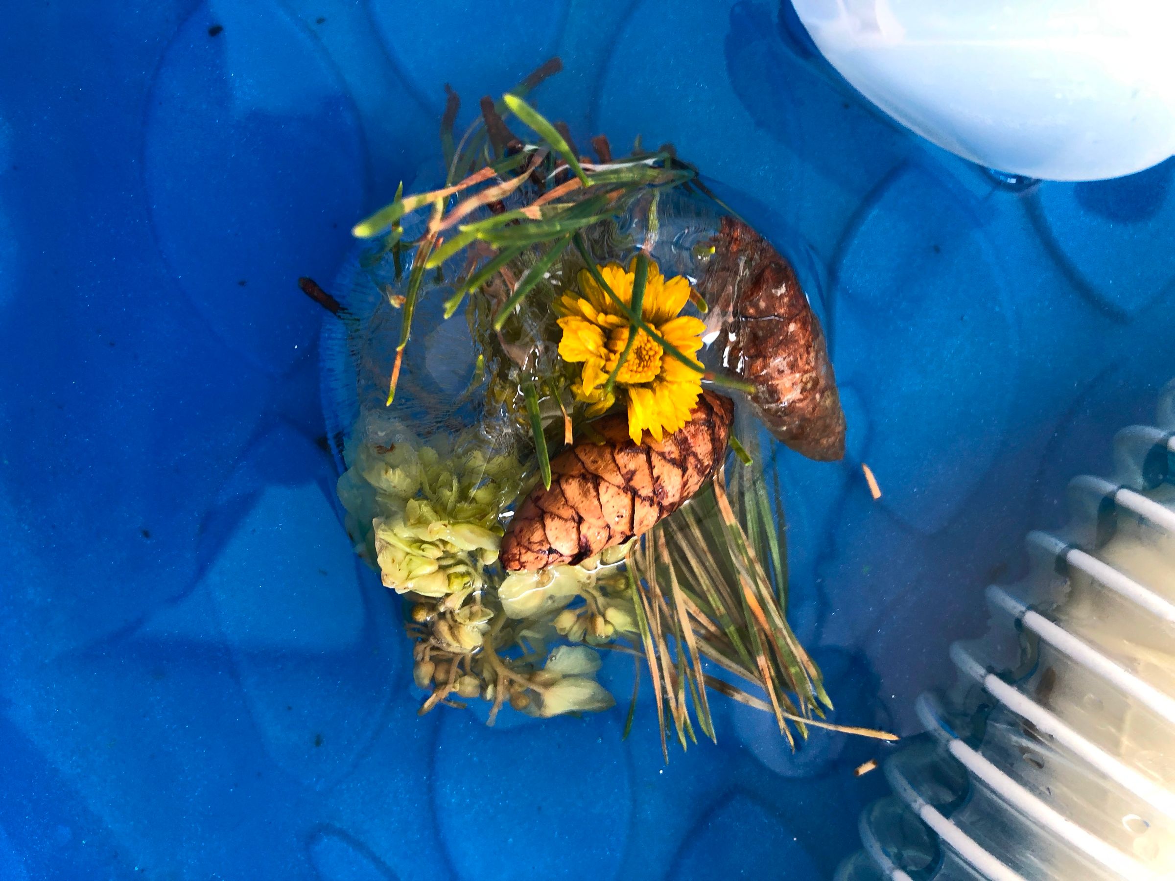 Exploring Ice : 6 Steps (with Pictures) - Instructables