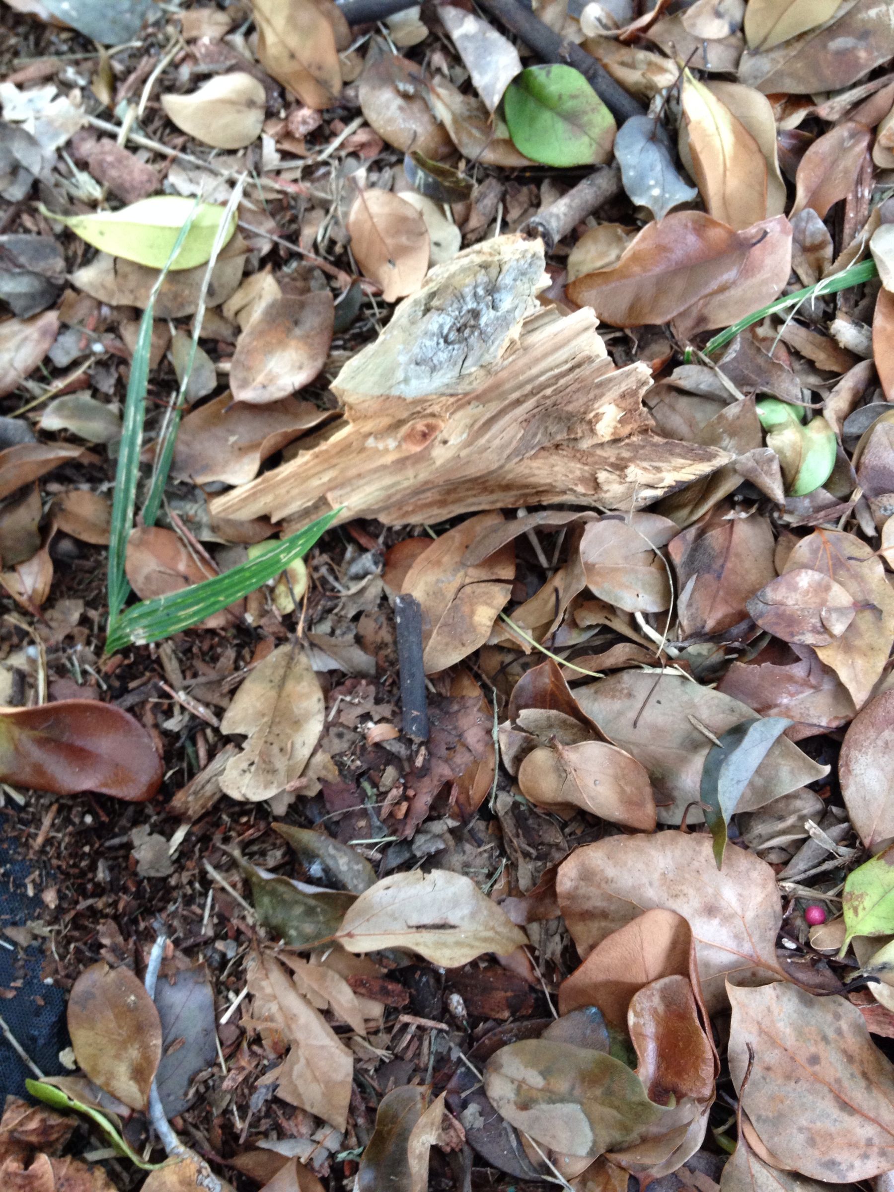 Making a Reptile Climbing Stick and Hiding Stick : 5 Steps - Instructables