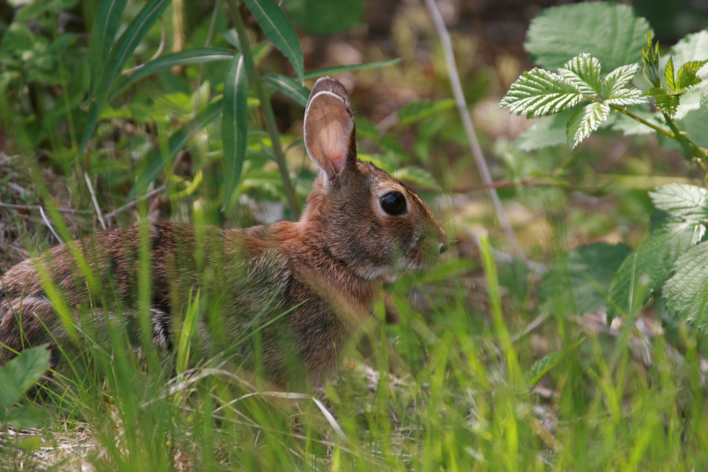 How to Care for a Wild Rabbit Nest : 5 Steps (with Pictures ...