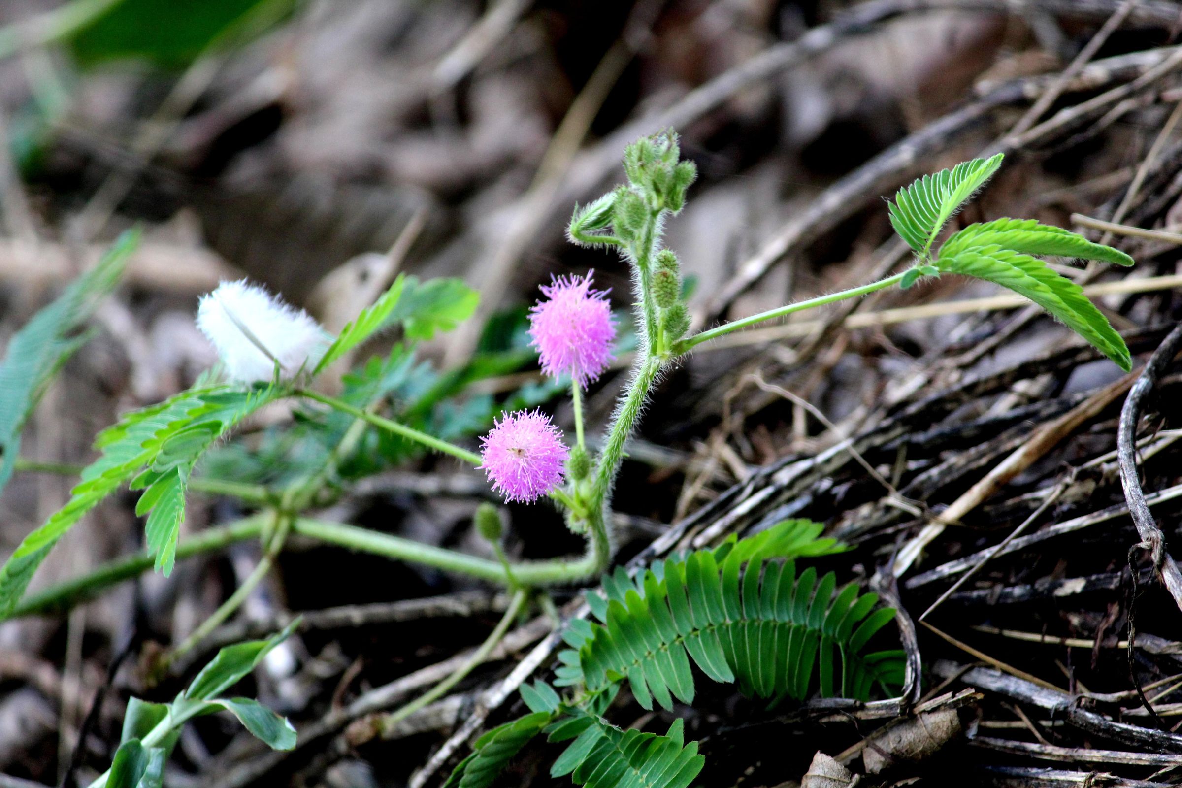 COLLECTING AYURVEDIC PLANTS : 18 Steps - Instructables