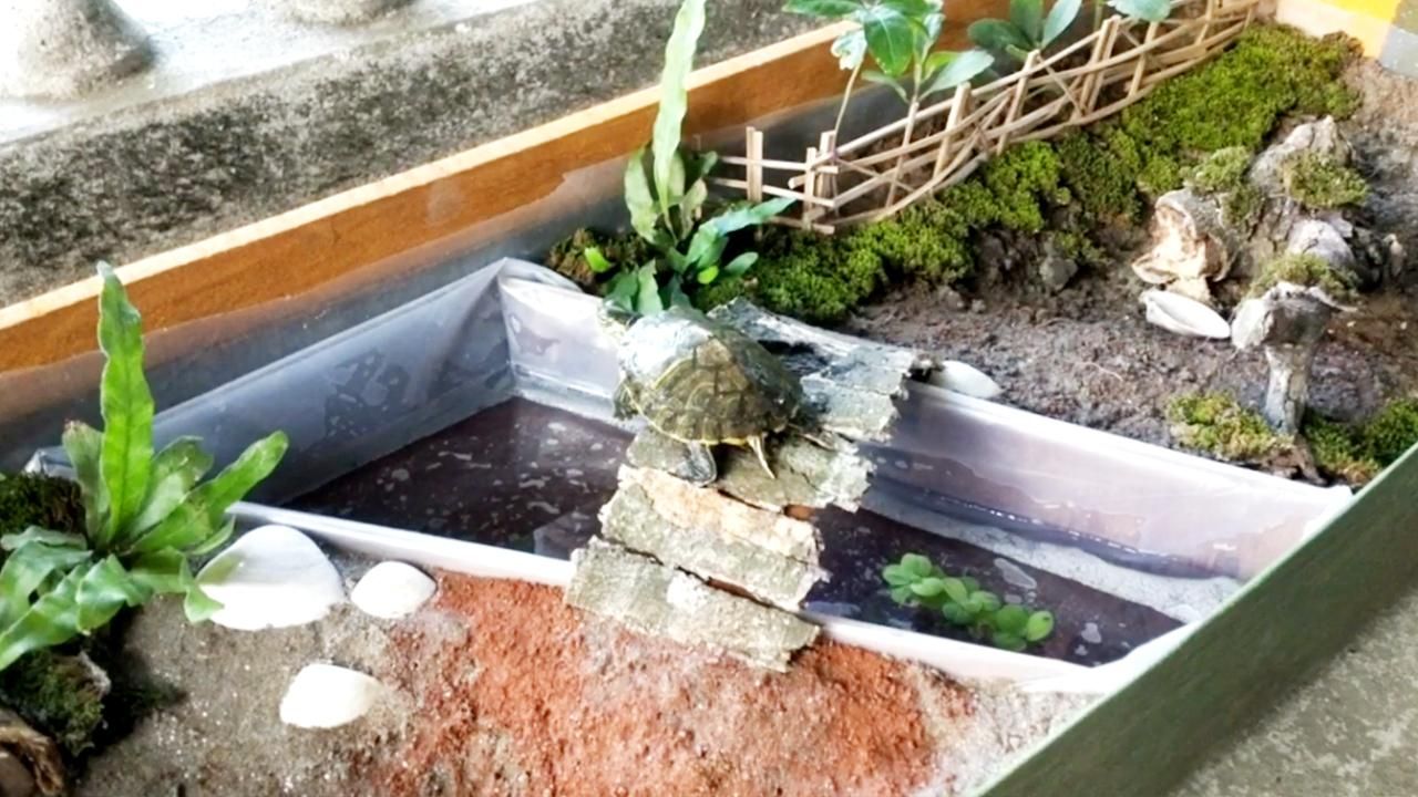 Turtle Habitat for Baby Turtles | Homemade Turtle Garden : 18 Steps ...