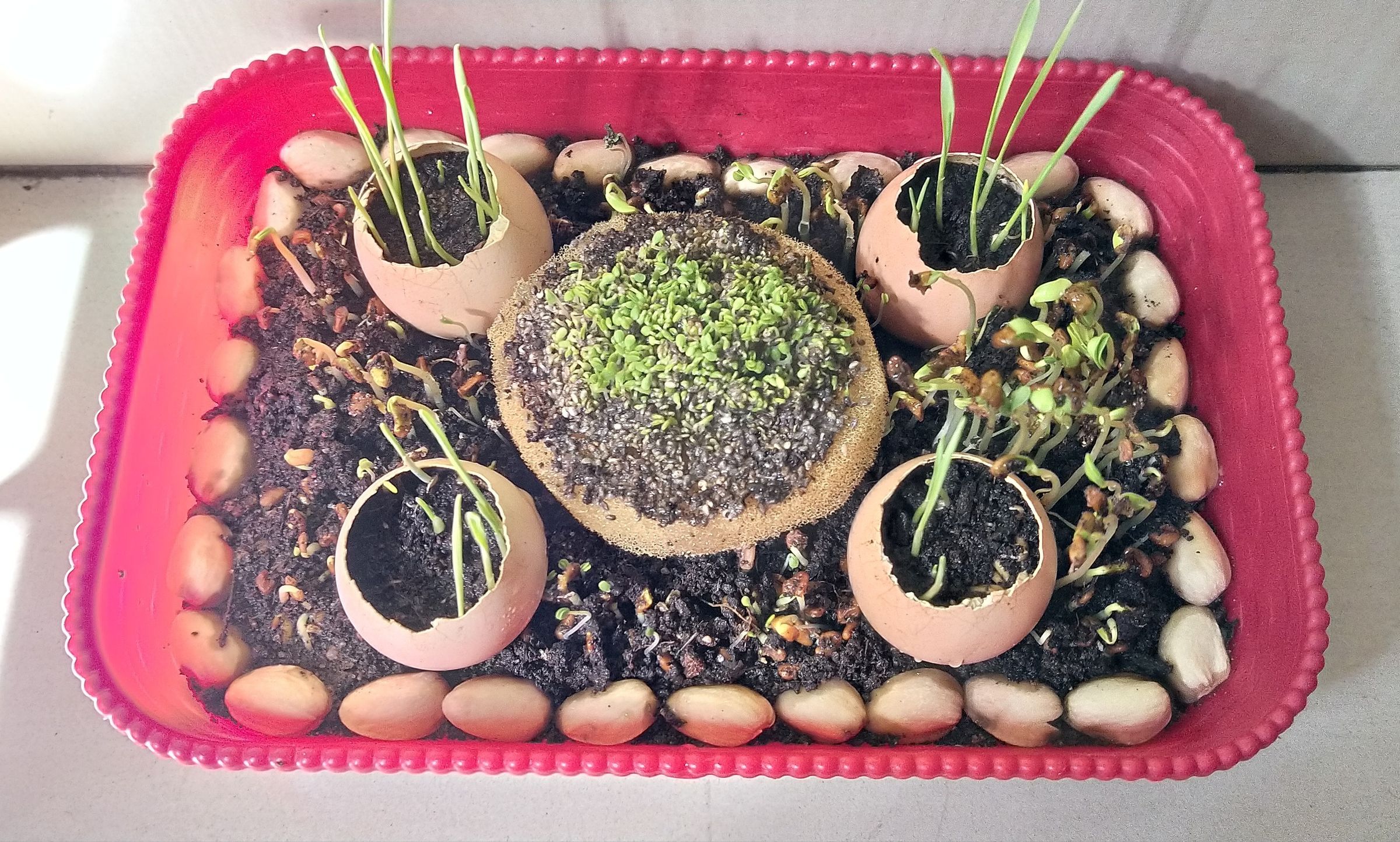 Micro Greens - Perfect for Indoors : 22 Steps (with Pictures ...