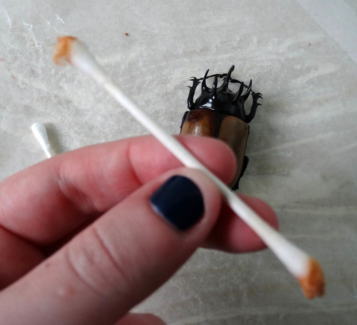 Preparing and Gilding a Real Insect : 10 Steps (with Pictures ...