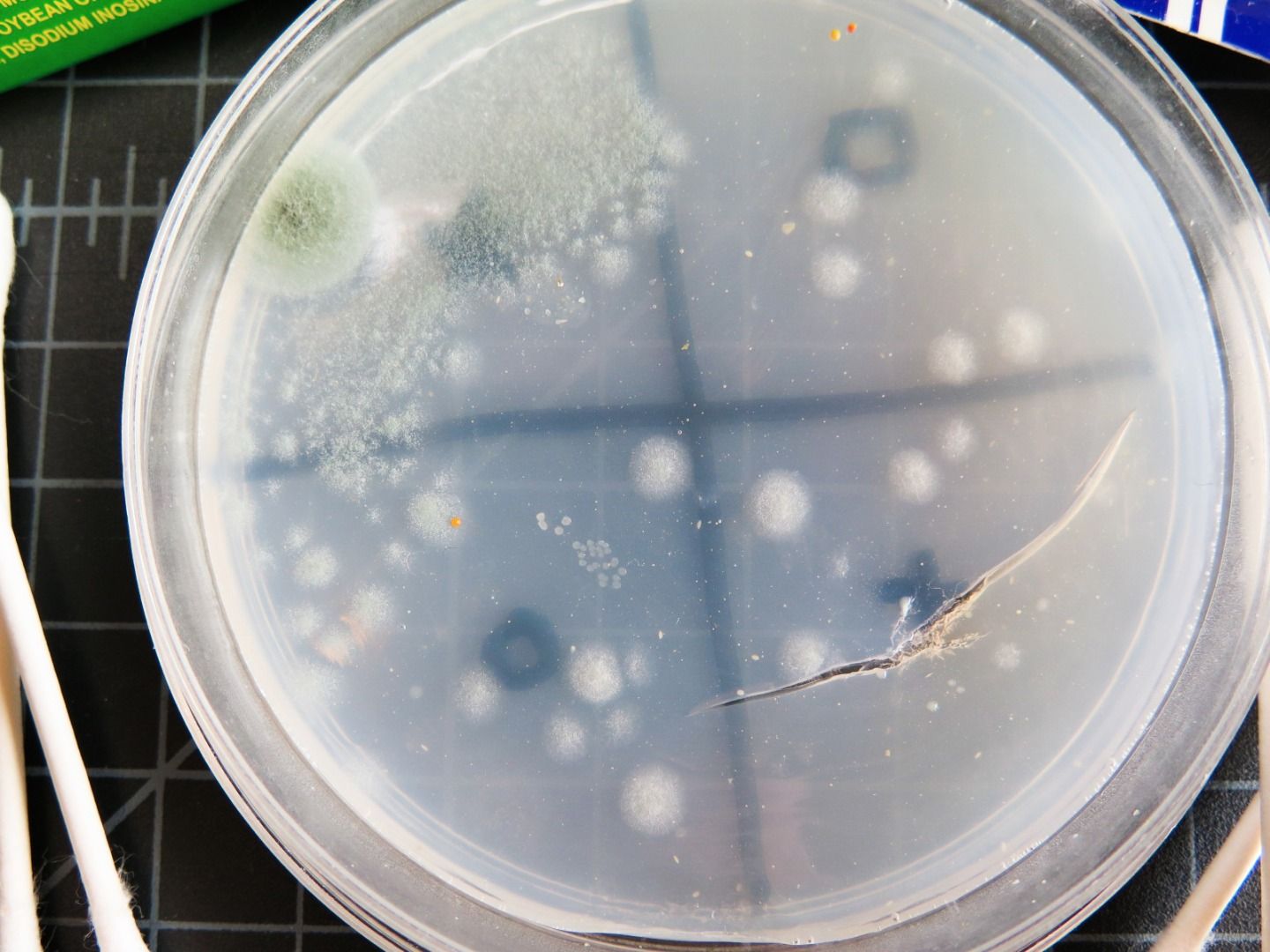 Grow Bacteria From Gross Stuff! : 6 Steps (with Pictures) - Instructables