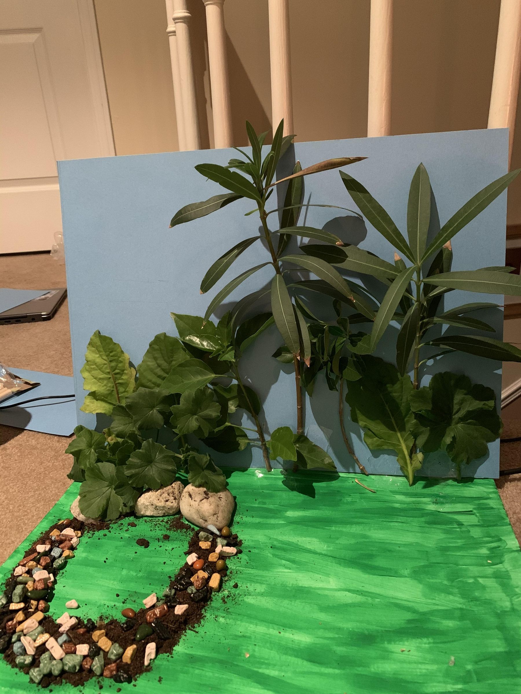 Rainforest Ecosystem Diorama