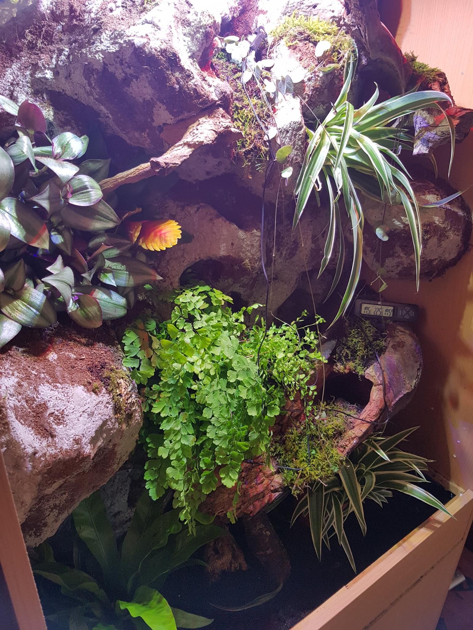 Convert Old Cupboard Into Amazing Vivarium : 4 Steps (with Pictures ...