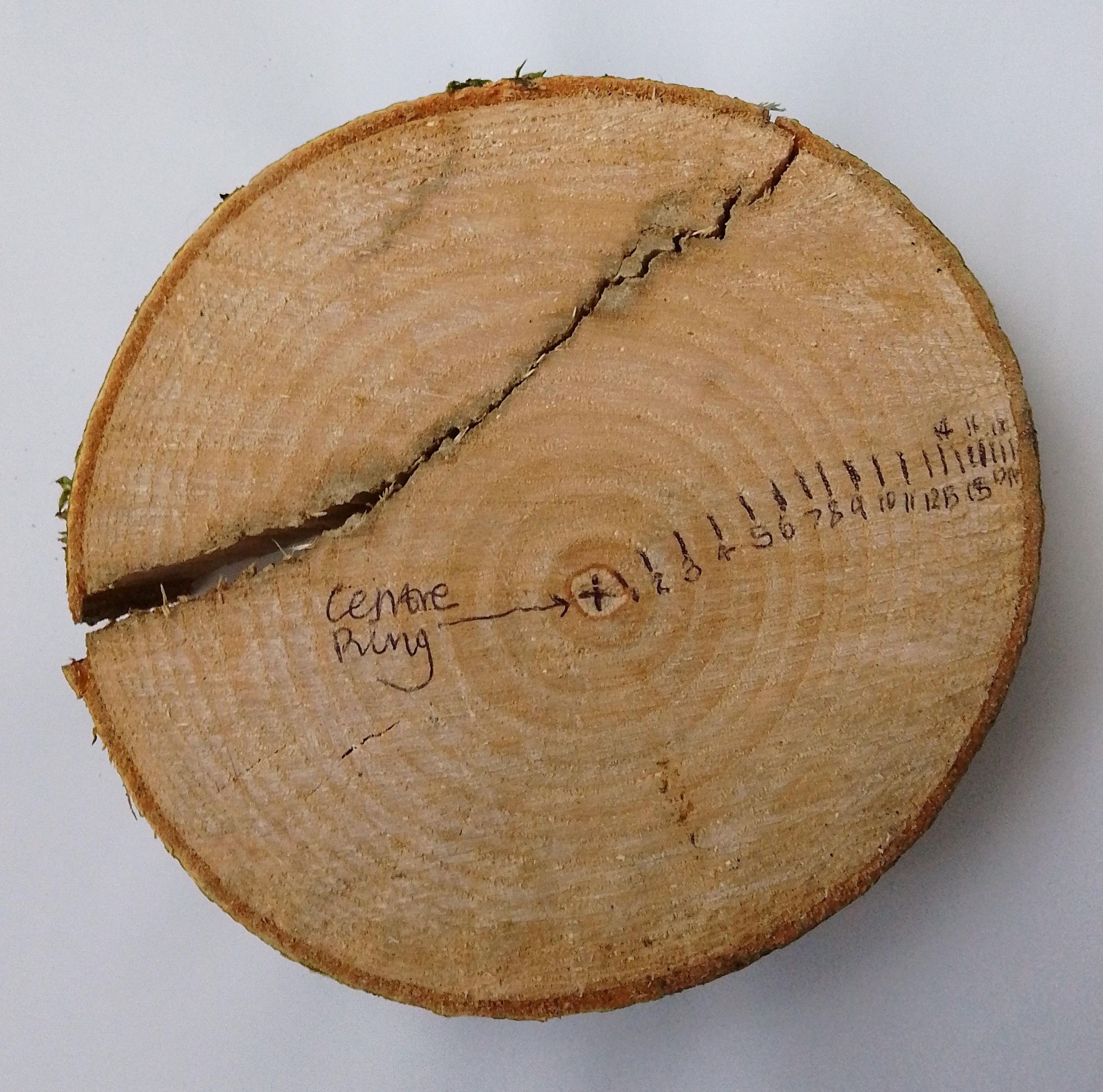 Reading a Trees Rings (Or Visualising Past Weather Events) : 5 Steps ...