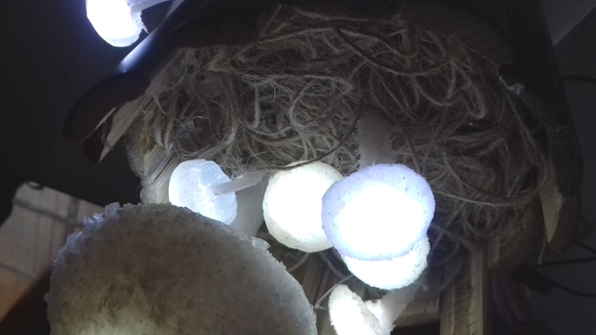 Sound Reactive Mushroom Light : 4 Steps - Instructables