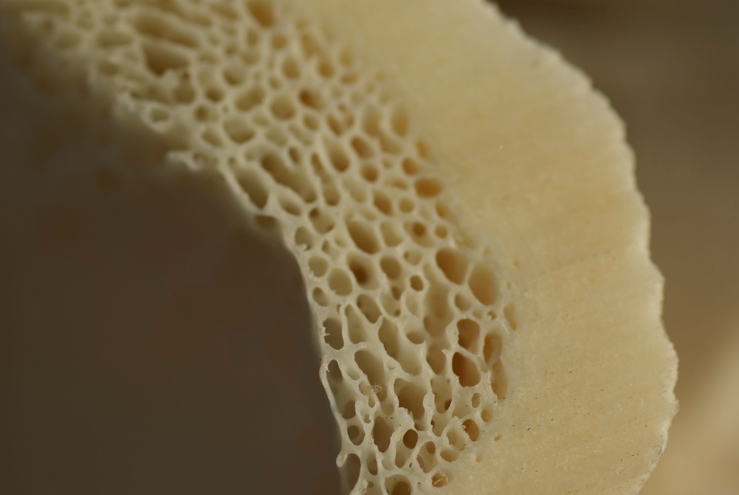 Celtic Knot Bone Ring : 9 Steps (with Pictures) - Instructables