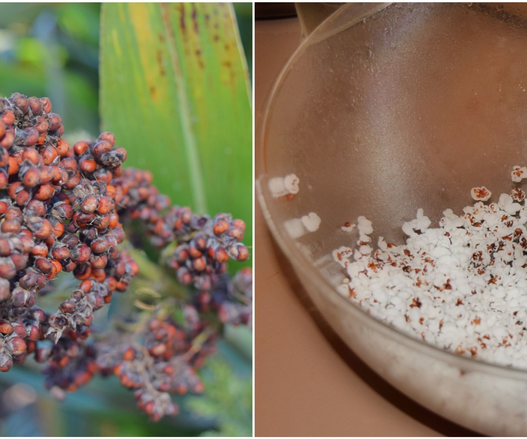Popped Milo : 4 Steps (with Pictures) - Instructables