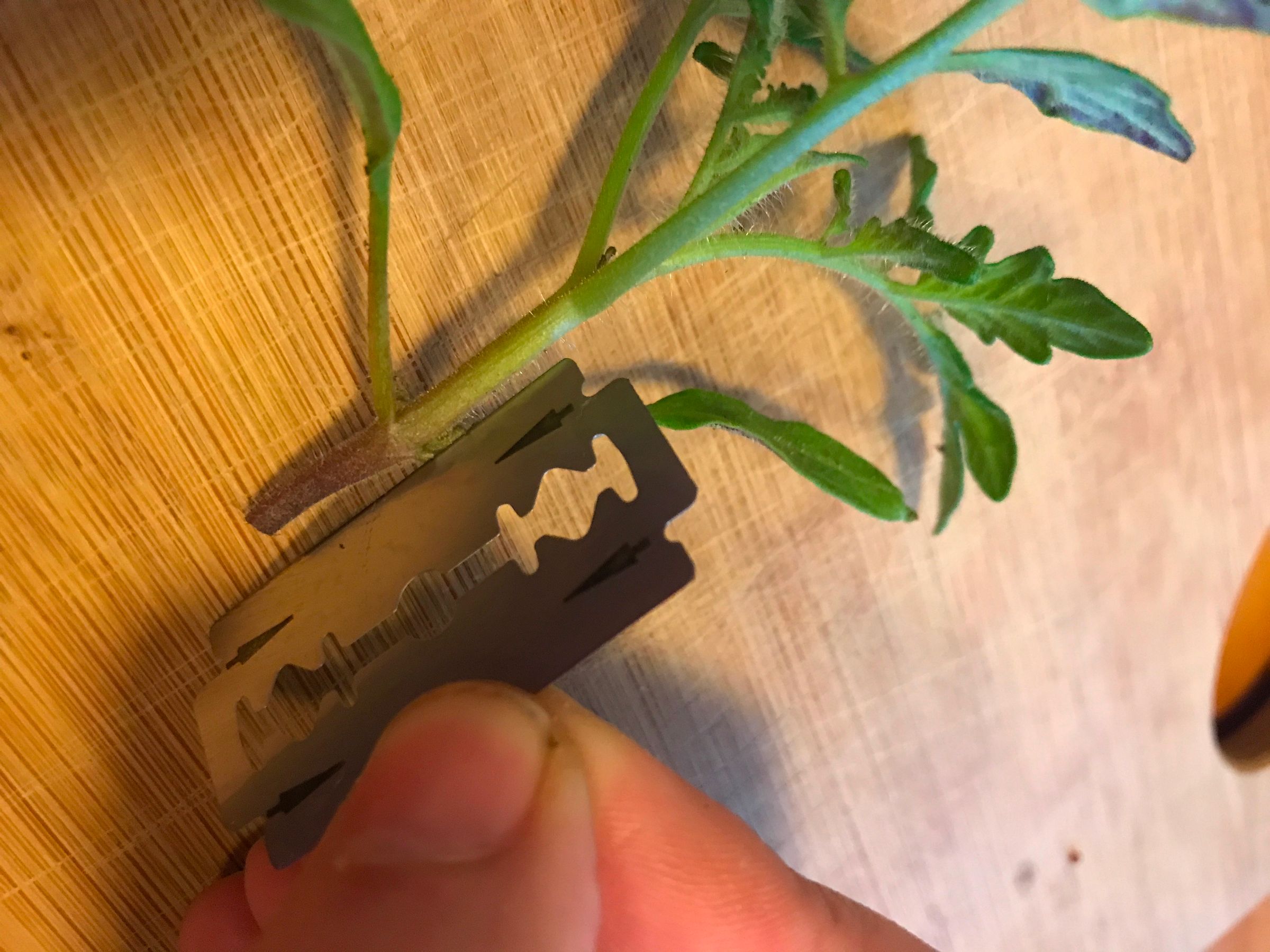 PlantGrafting : 8 Steps (with Pictures) - Instructables