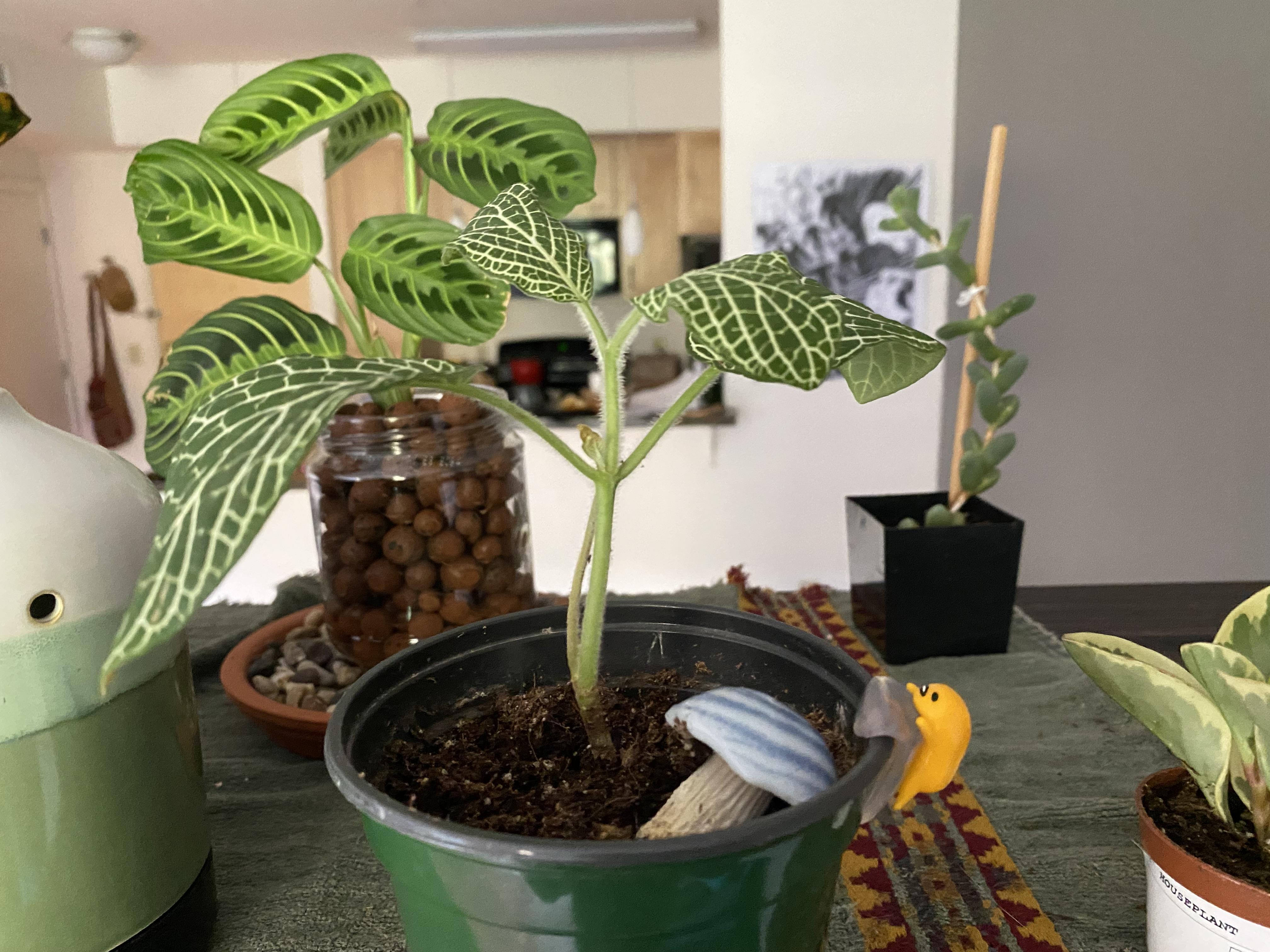 How to Build a Paludarium : 7 Steps (with Pictures) - Instructables