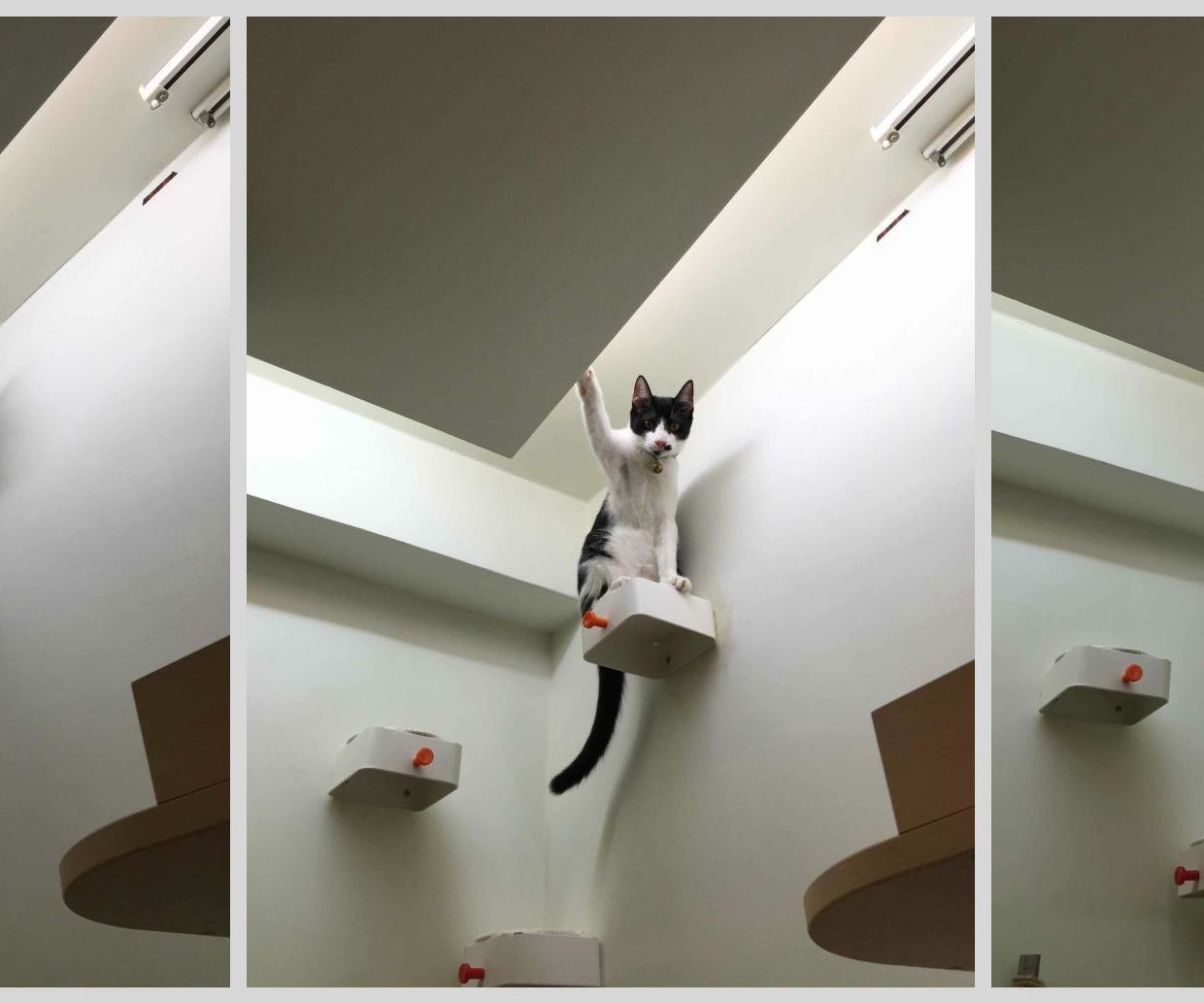 Cat Sky Trails : 5 Steps (with Pictures) - Instructables