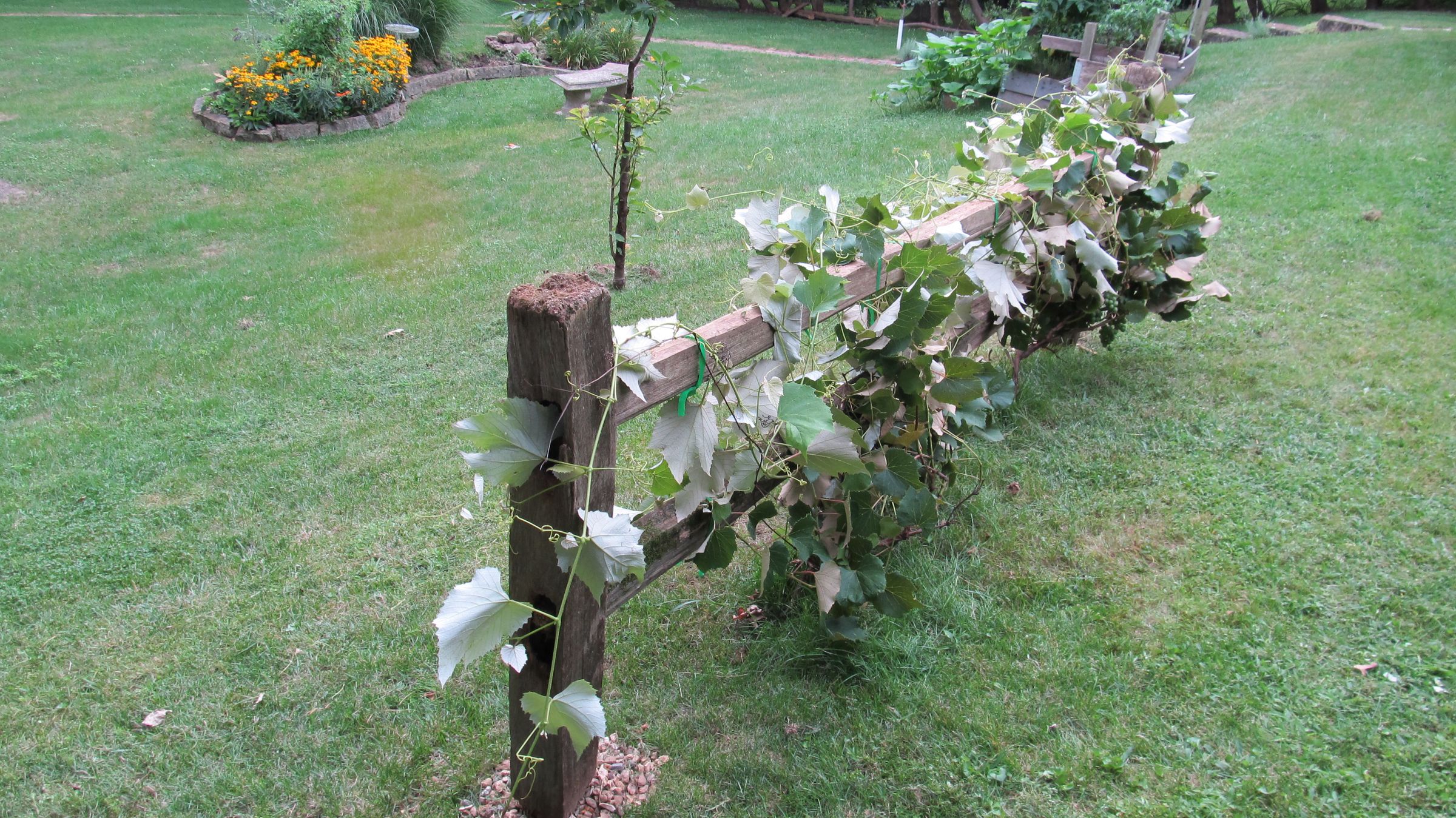 Grape Vine Trellis From a Salvaged Split-Rail Fence : 7 Steps (with ...
